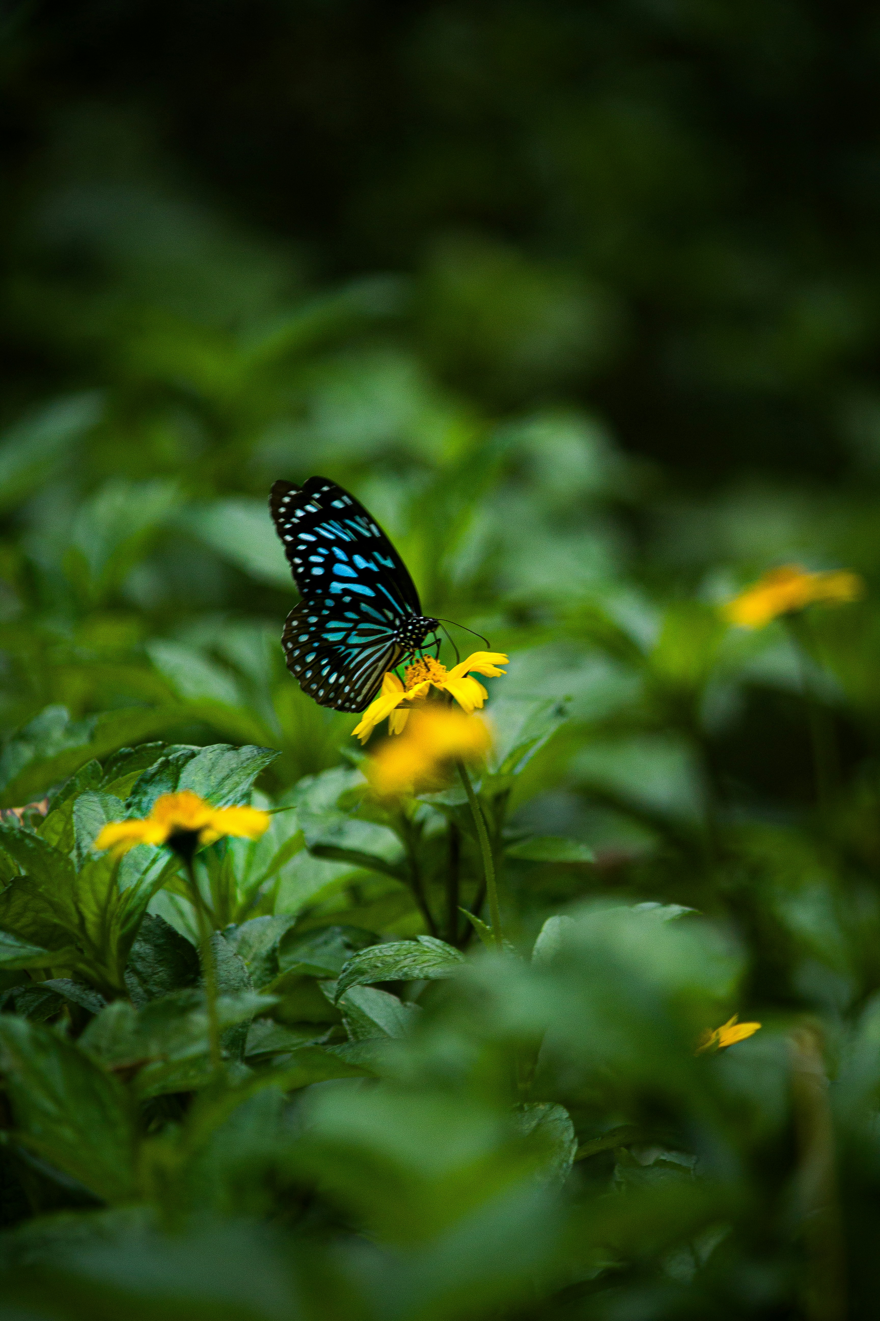 Azure-winged Butterfly on a Golden Bloom in a Velvet Green Scene