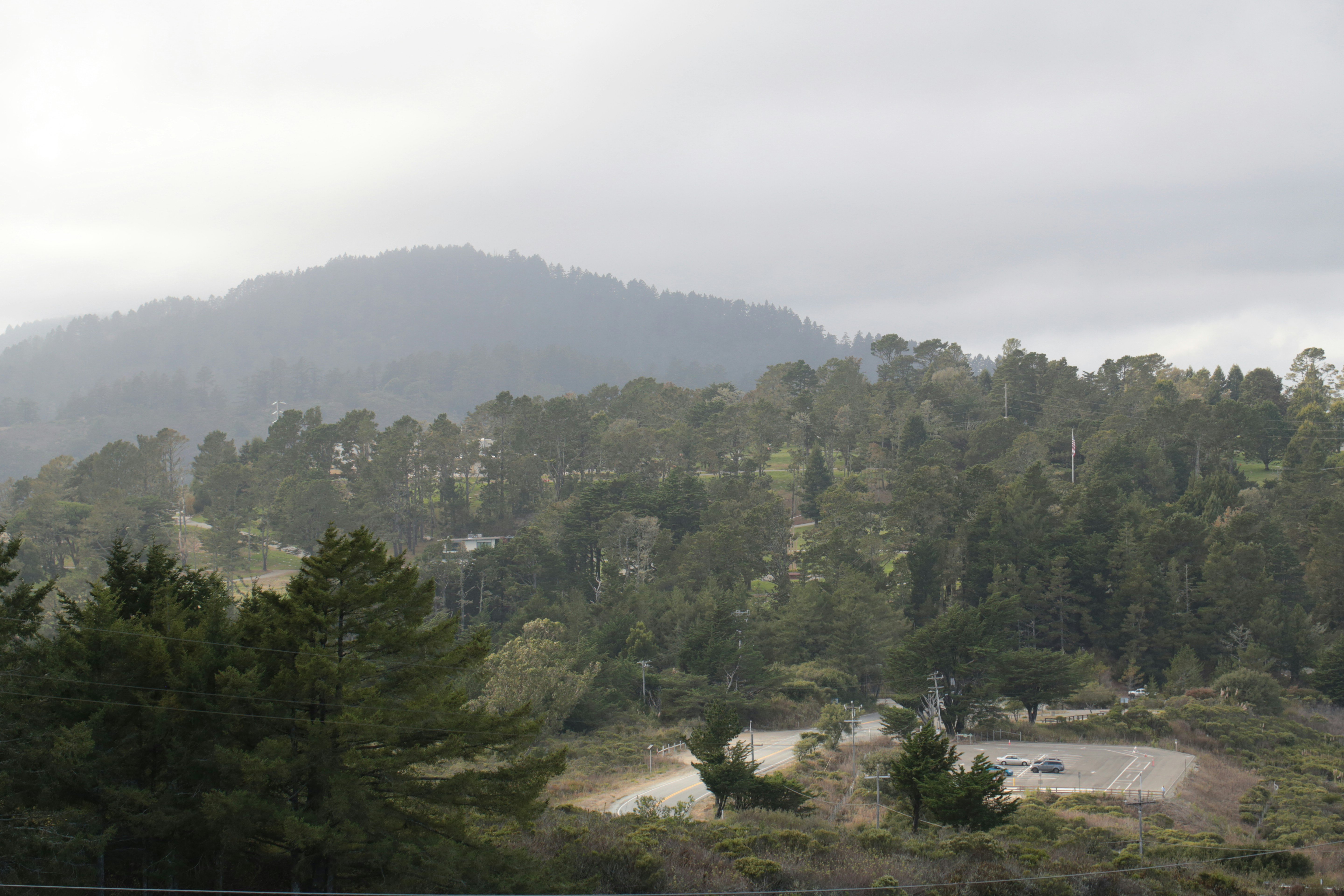 Misty Ridge Overlook: Pines and Gentle Slopes Beneath a Quiet Sky