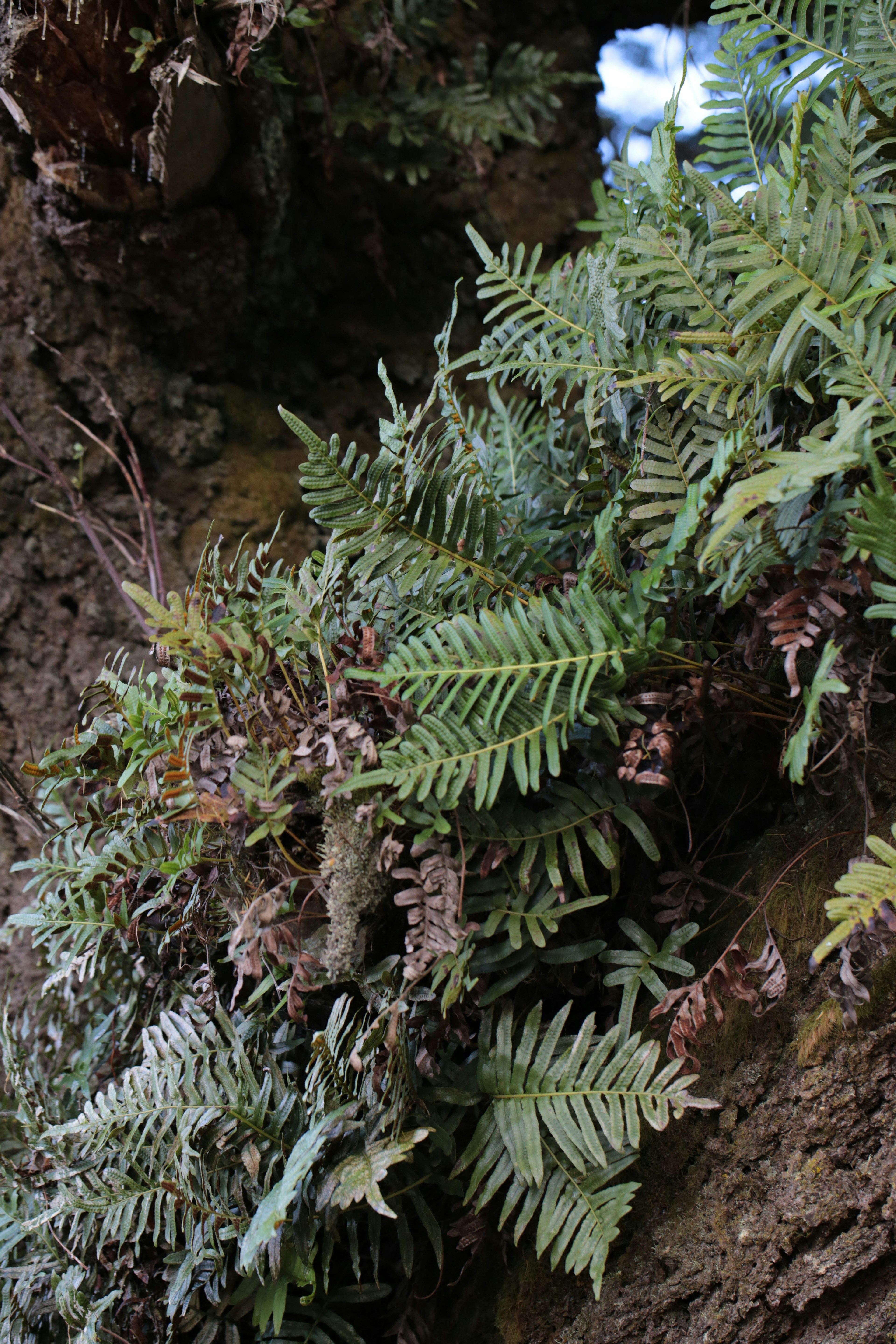 Fern-Fringed Cavern: Mossy Leaves Guard a Dark Niche