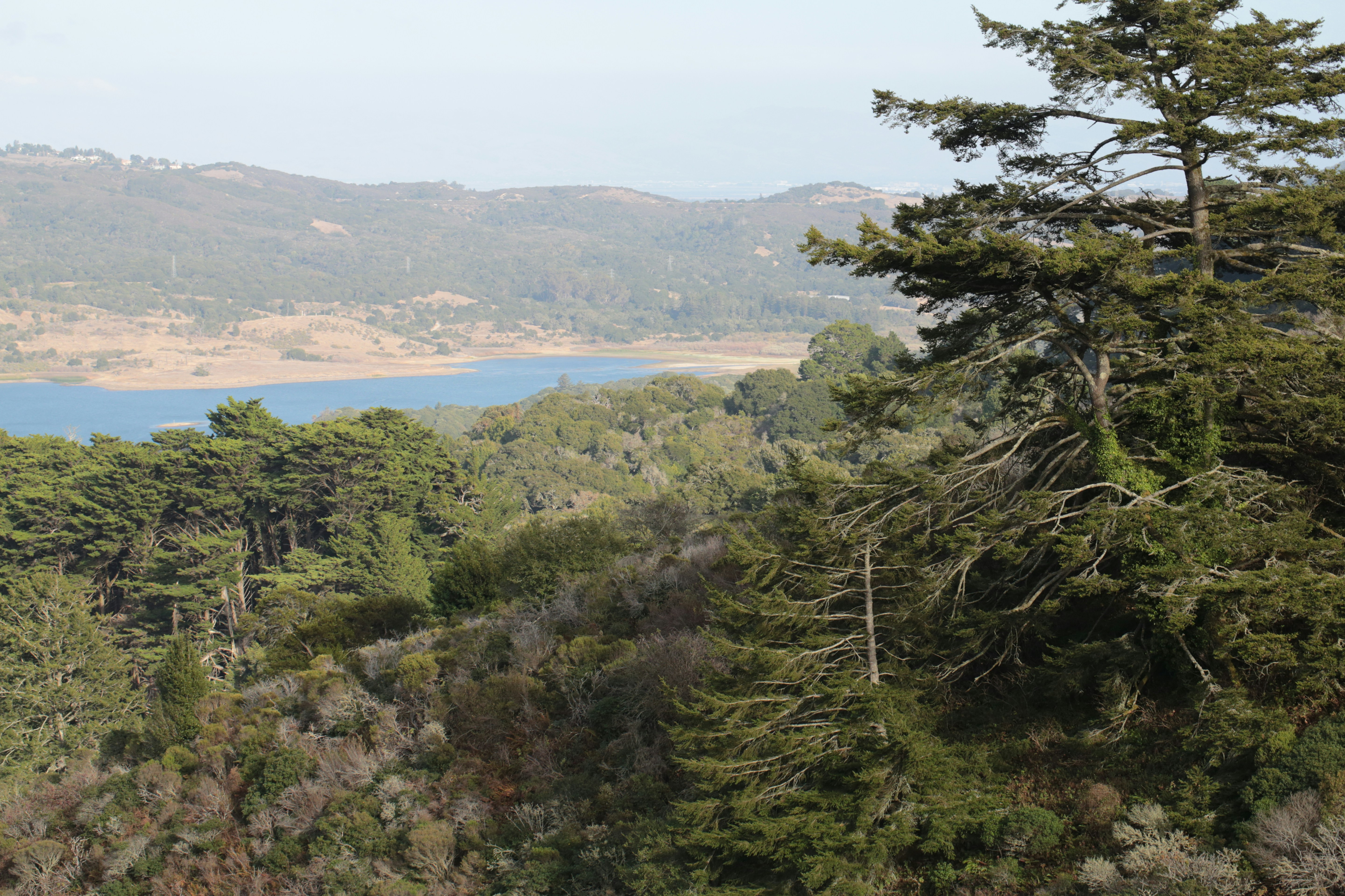 Coastal Ridge Beneath a Pine Canopy