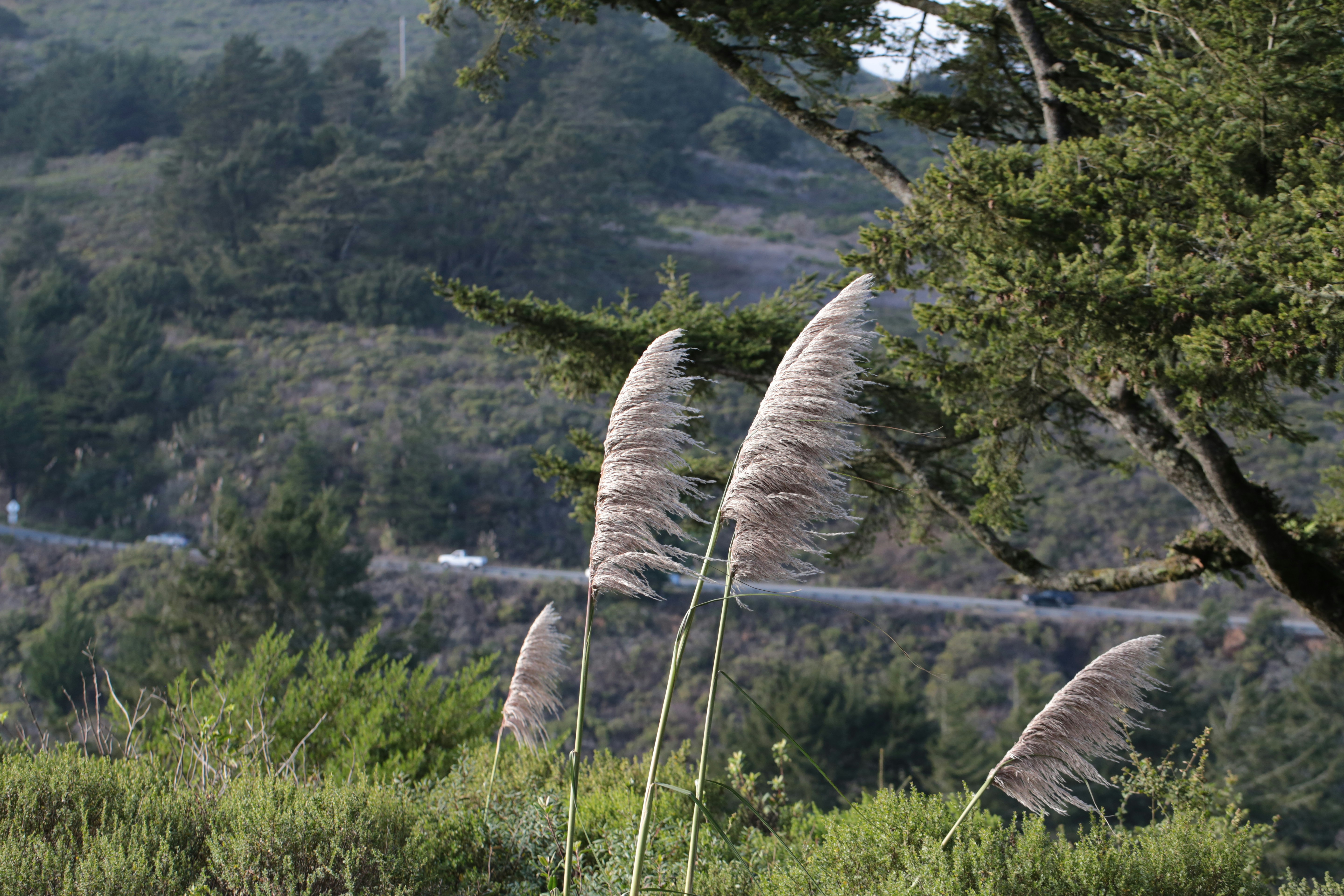 Whispering Reeds Against a Serene Hillside