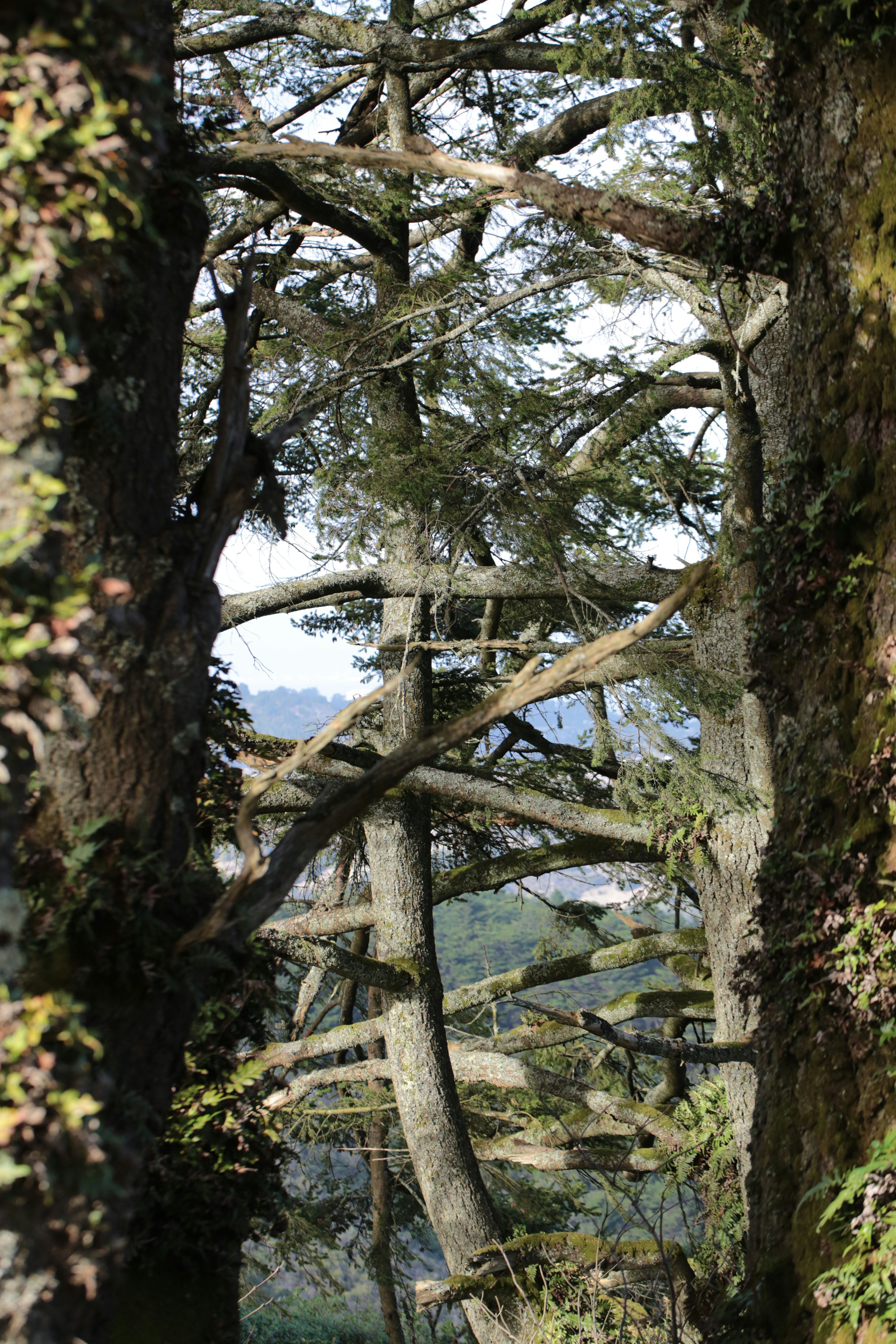 Sunlit evergreen branches weave a natural corridor, opening to a distant valley through a treetop frame.