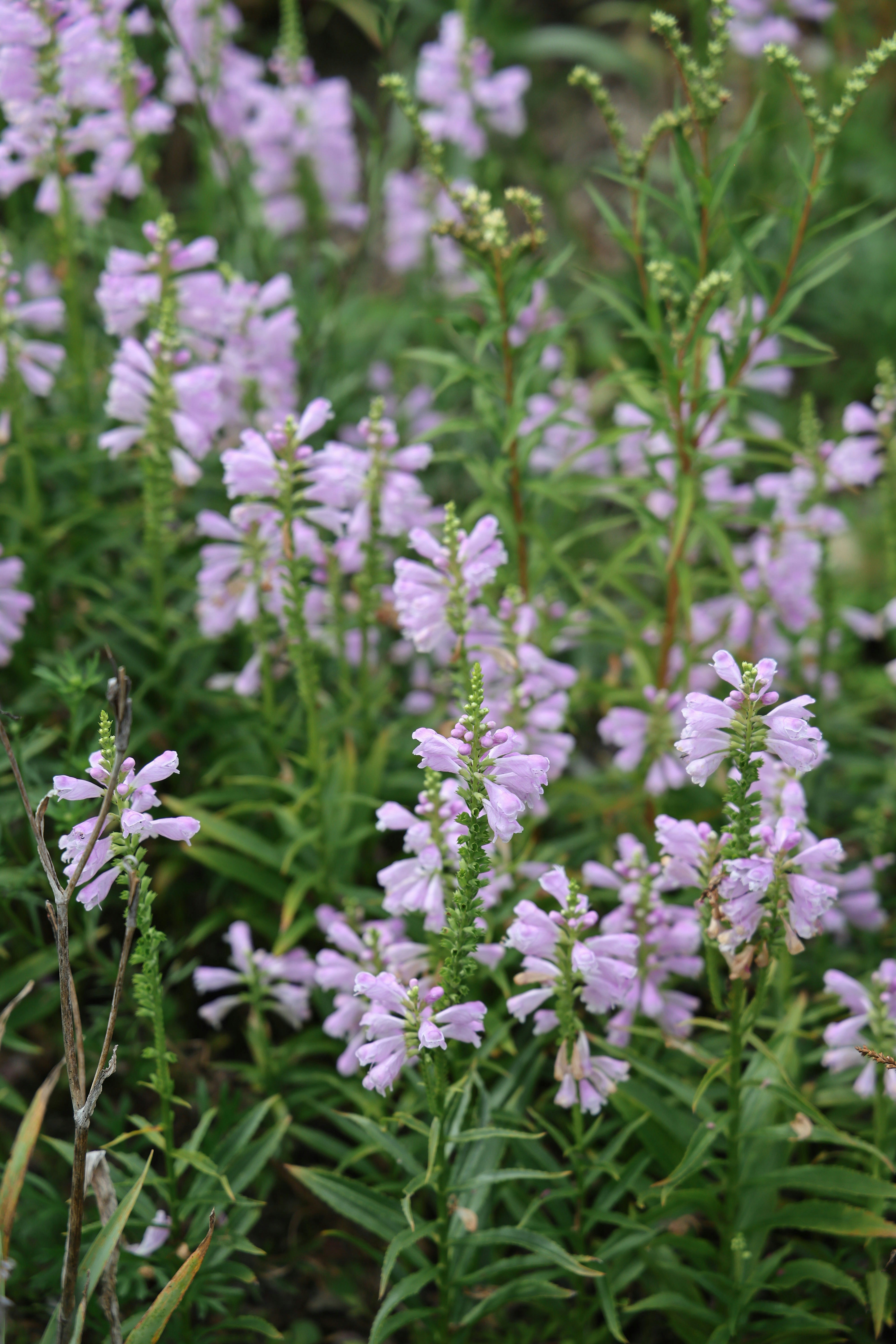 Purple Lanterns in a Quiet Field