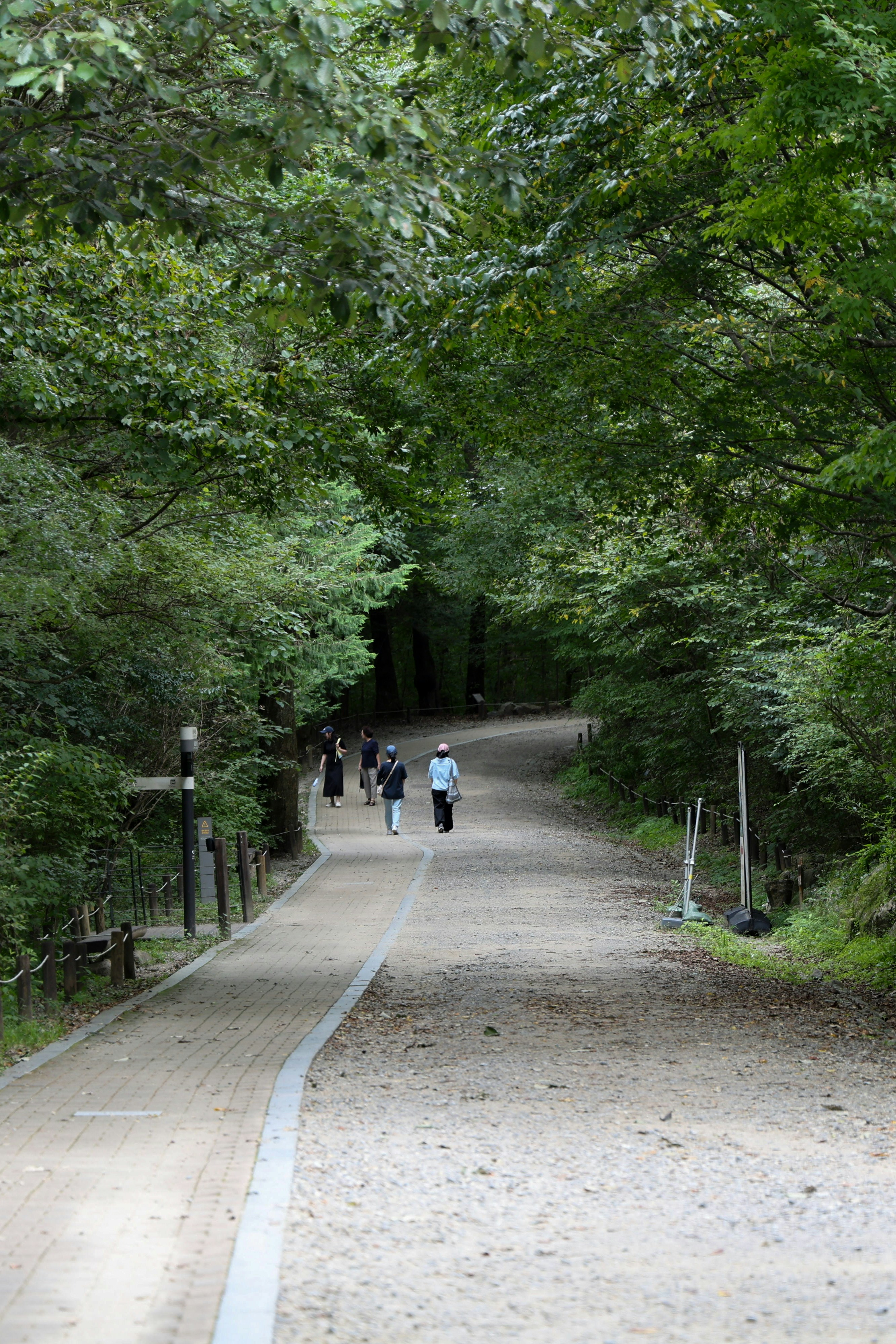 People Stroll Down a Shaded Woodland Path
