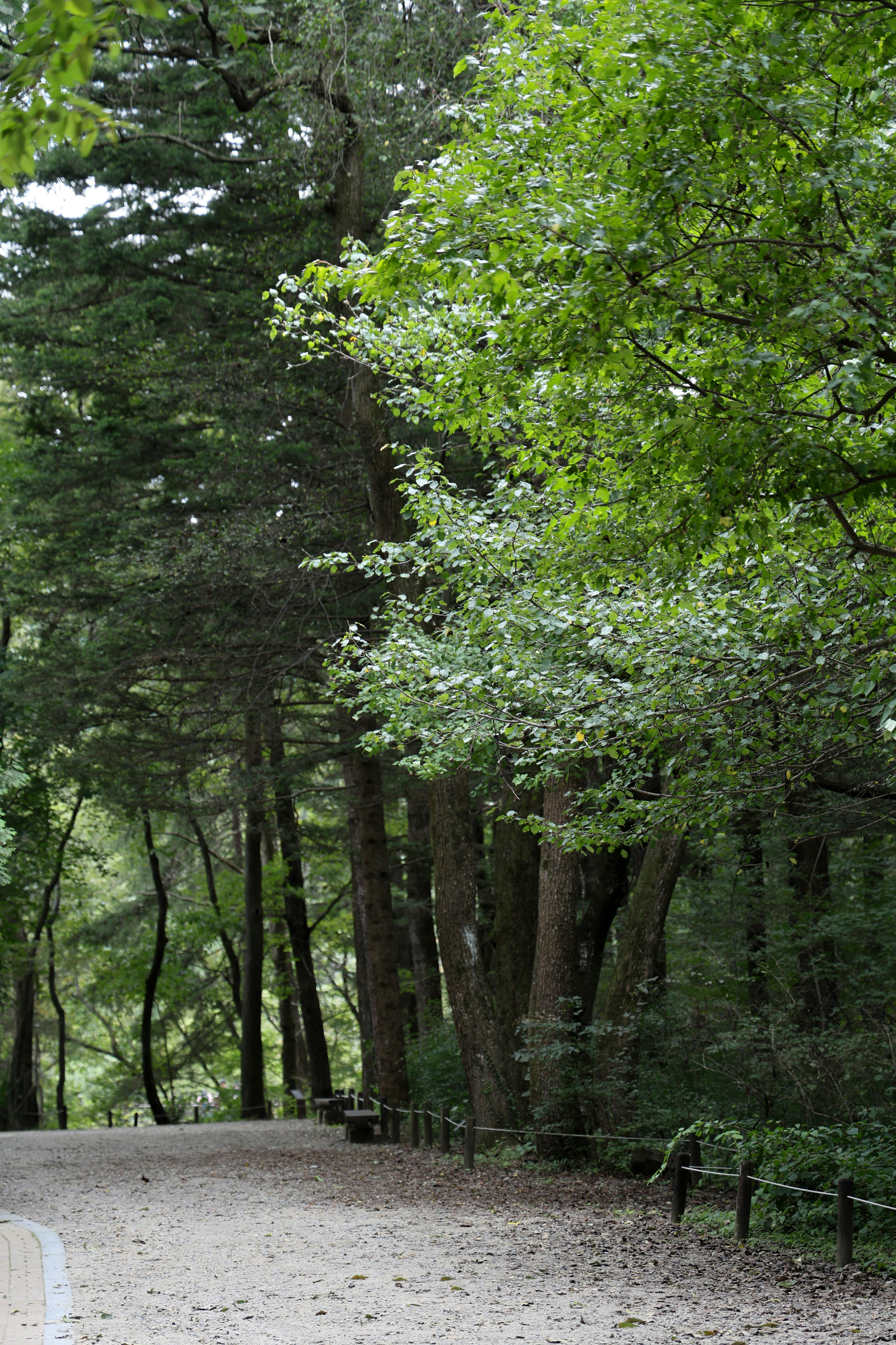 Path Through the Quiet Green Corridor