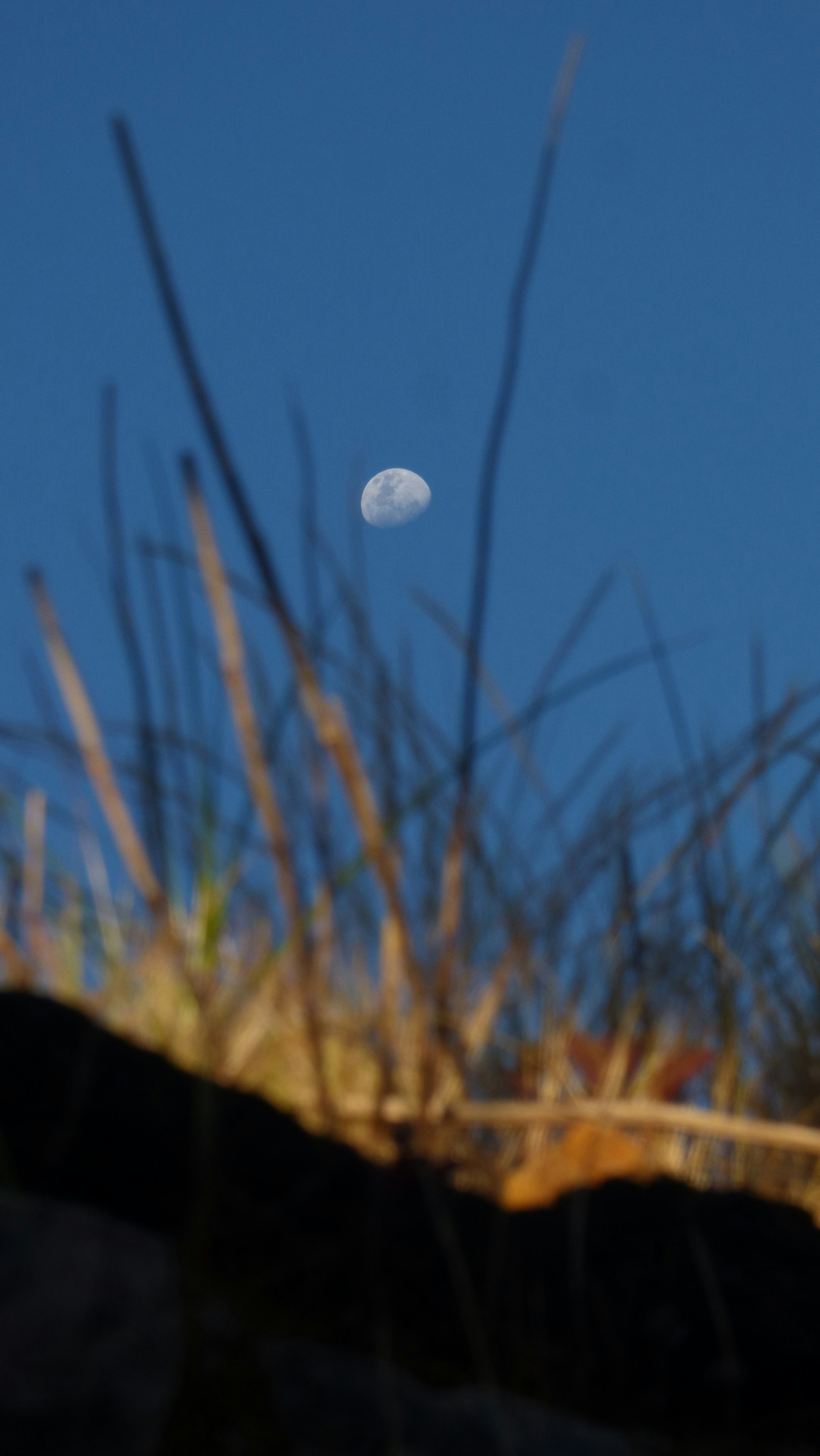 Moon in Focus Over Wild Grass Under a Clear Evening Sky