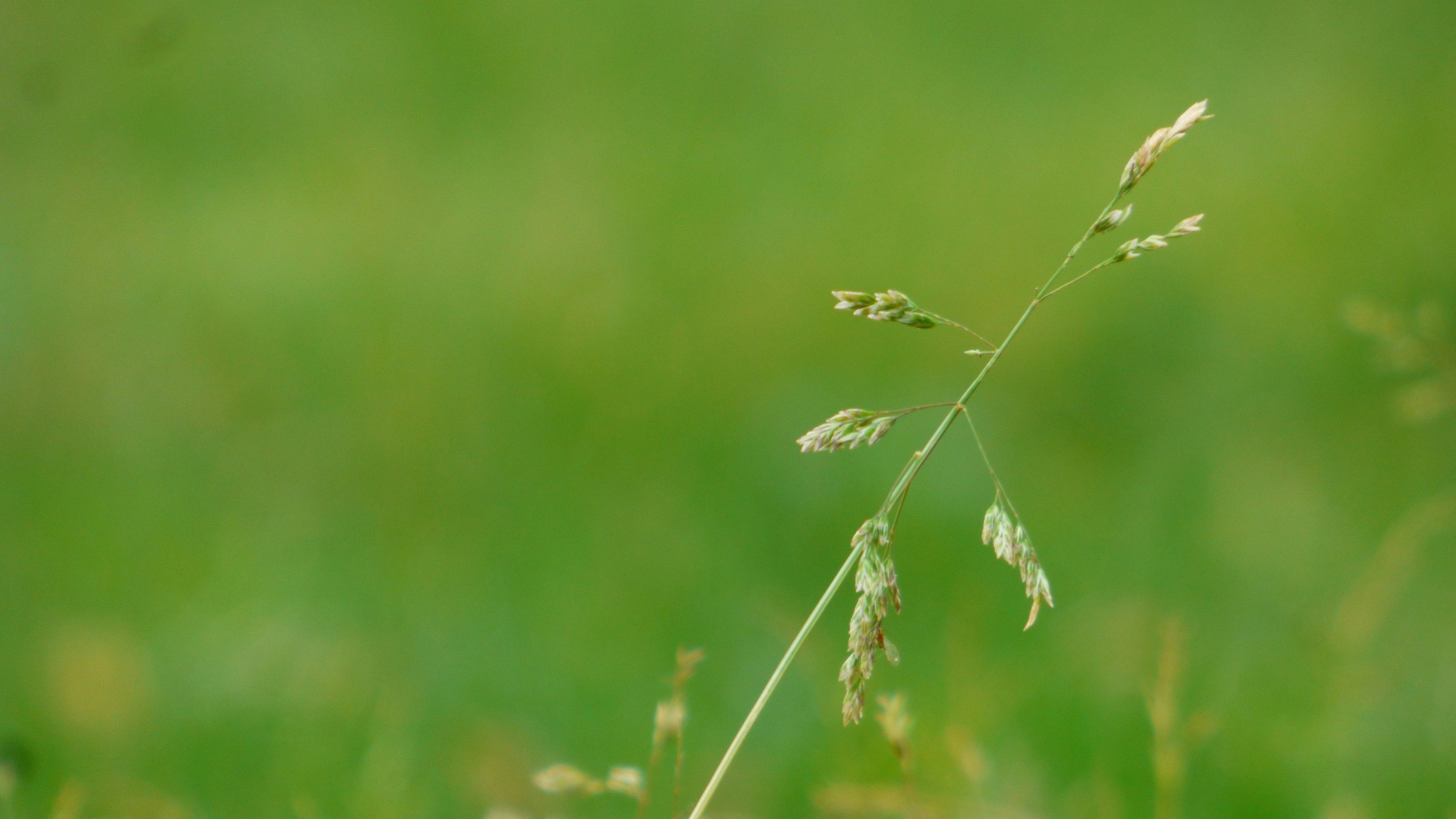 Gentle Grass Spike Reaches Toward the Light