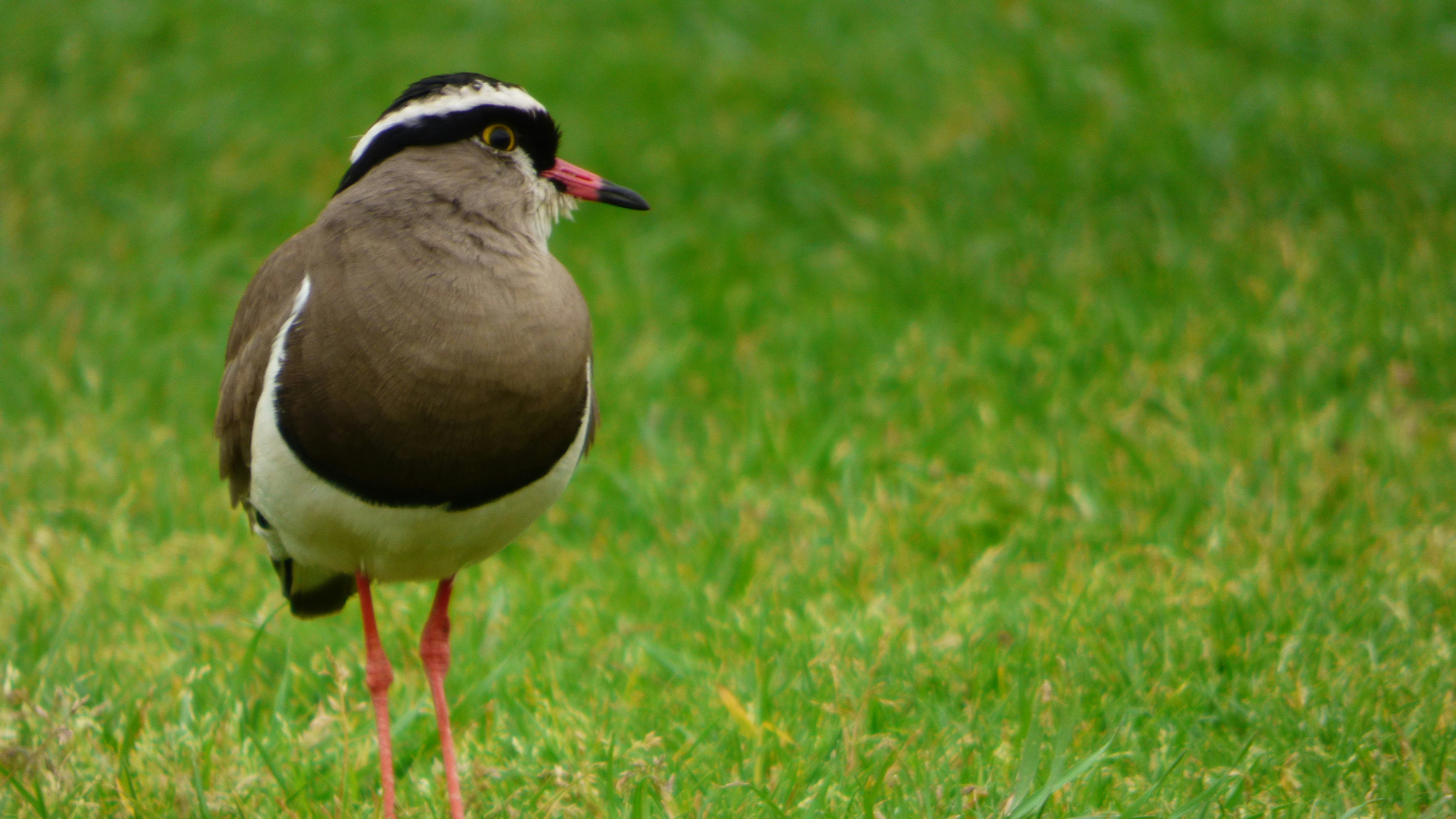 Masked Waterdown: A Coastal Avian Portrait in Green Field