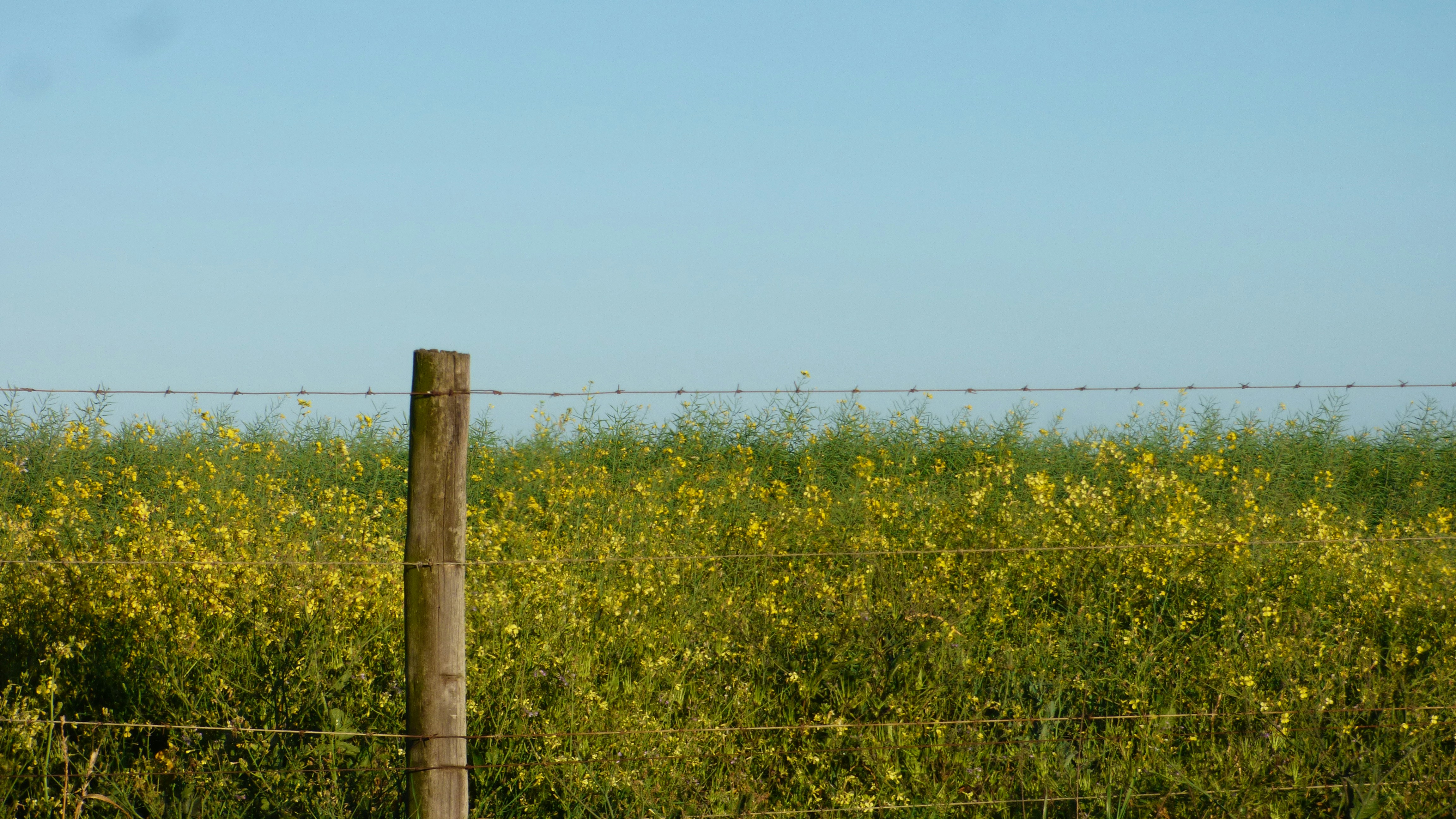 Barbed Fence and Field of Yellow Blooms Under a Clear Sky