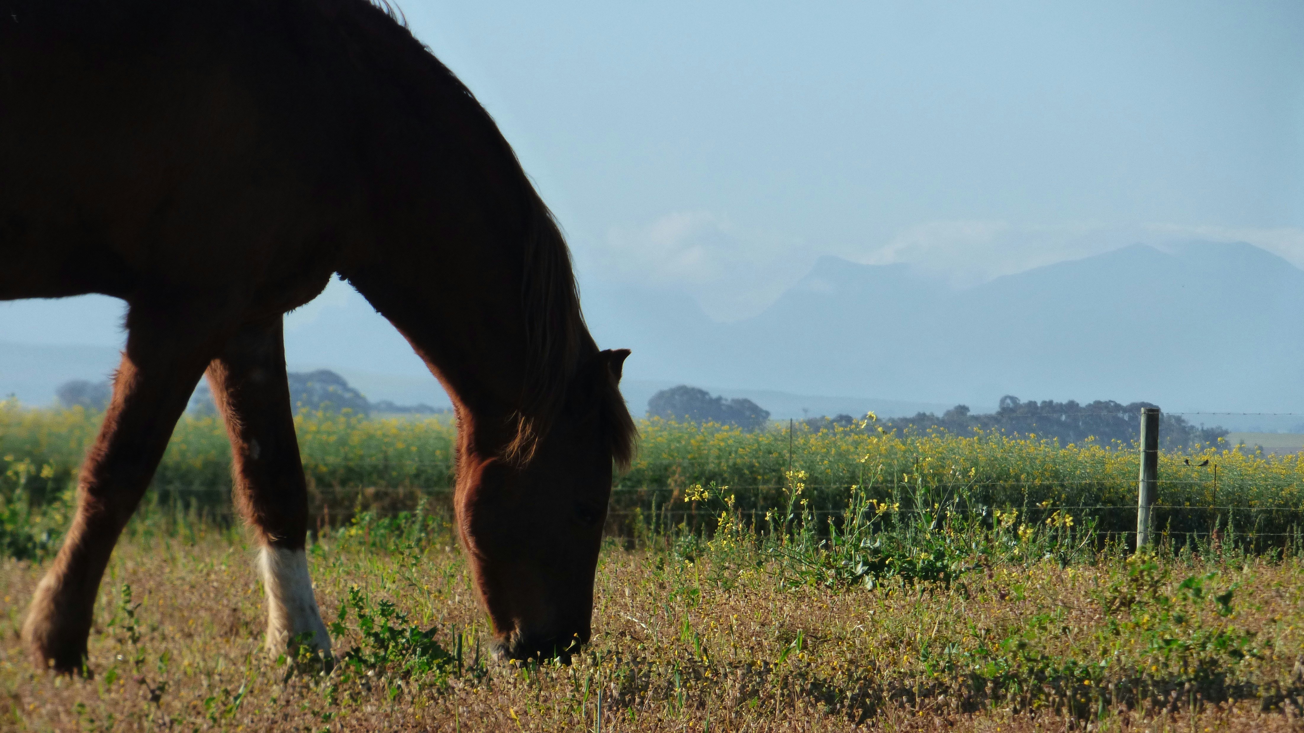 Grazing Quiet: A Horse Nibbles Along a Sunlit Field