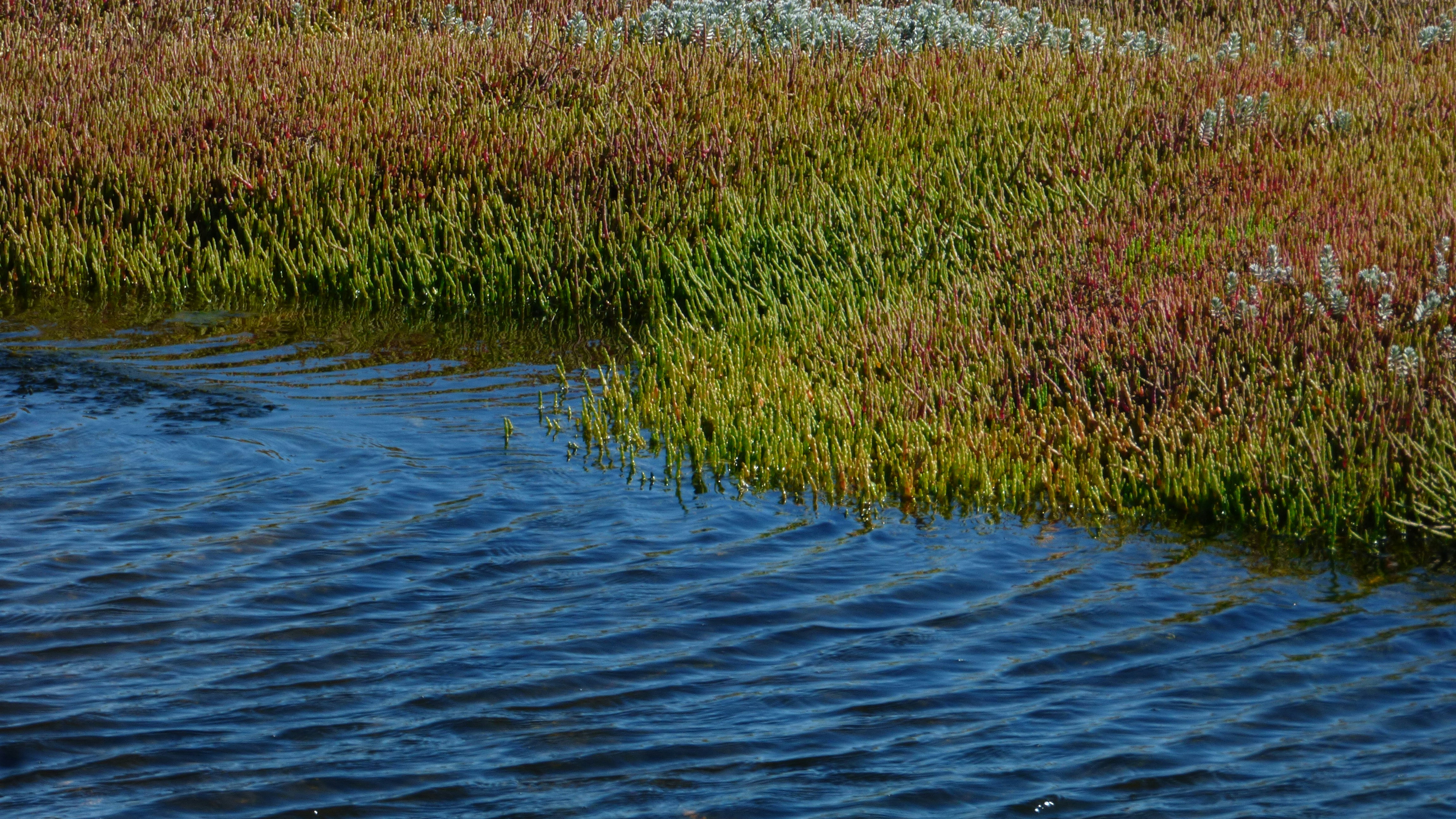 Blue Waterline at the Marsh Edge