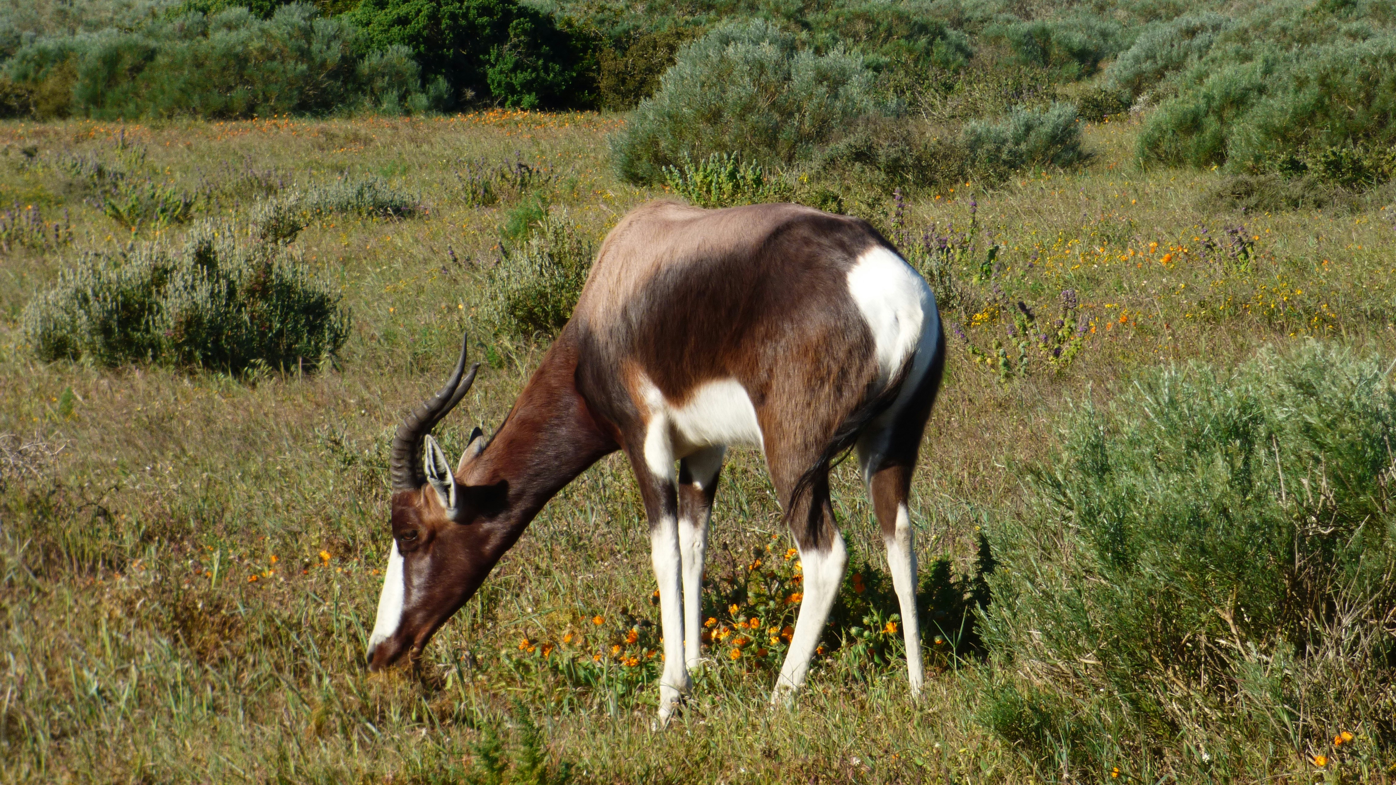 Grazing Gentry: An Antelope Quietly Bites the Meadow