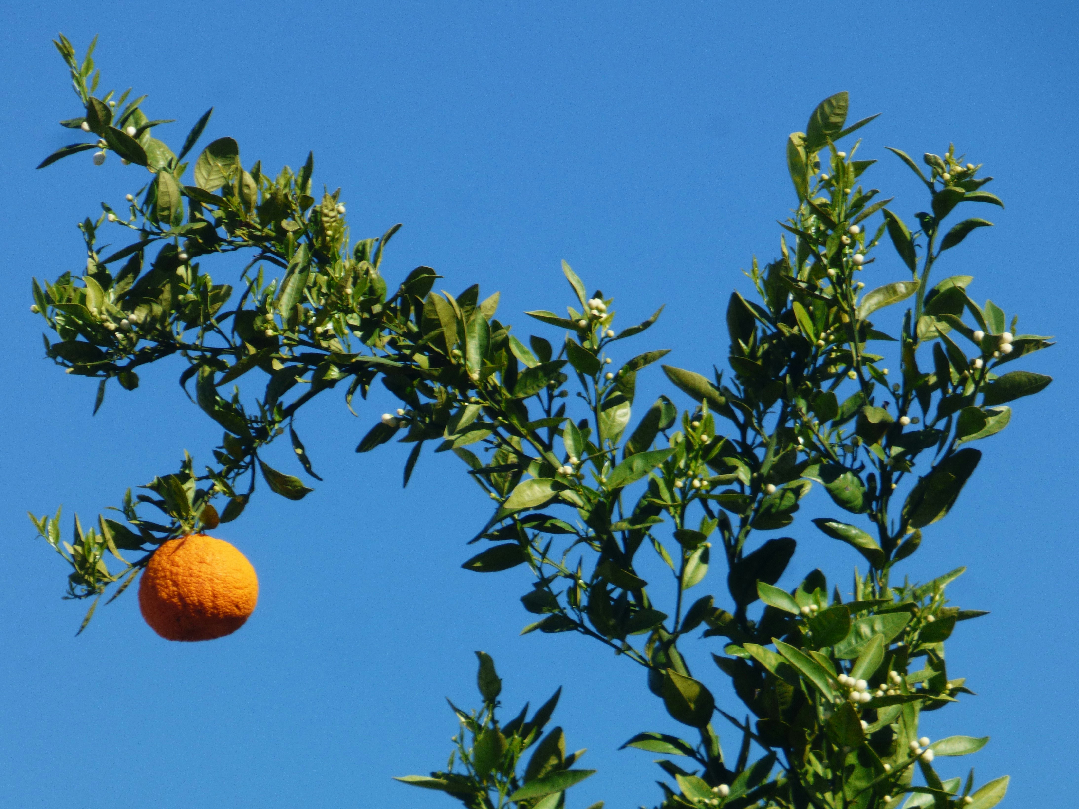 Purity of blue and citrus gravity: orange clings to the branch under a clear sky