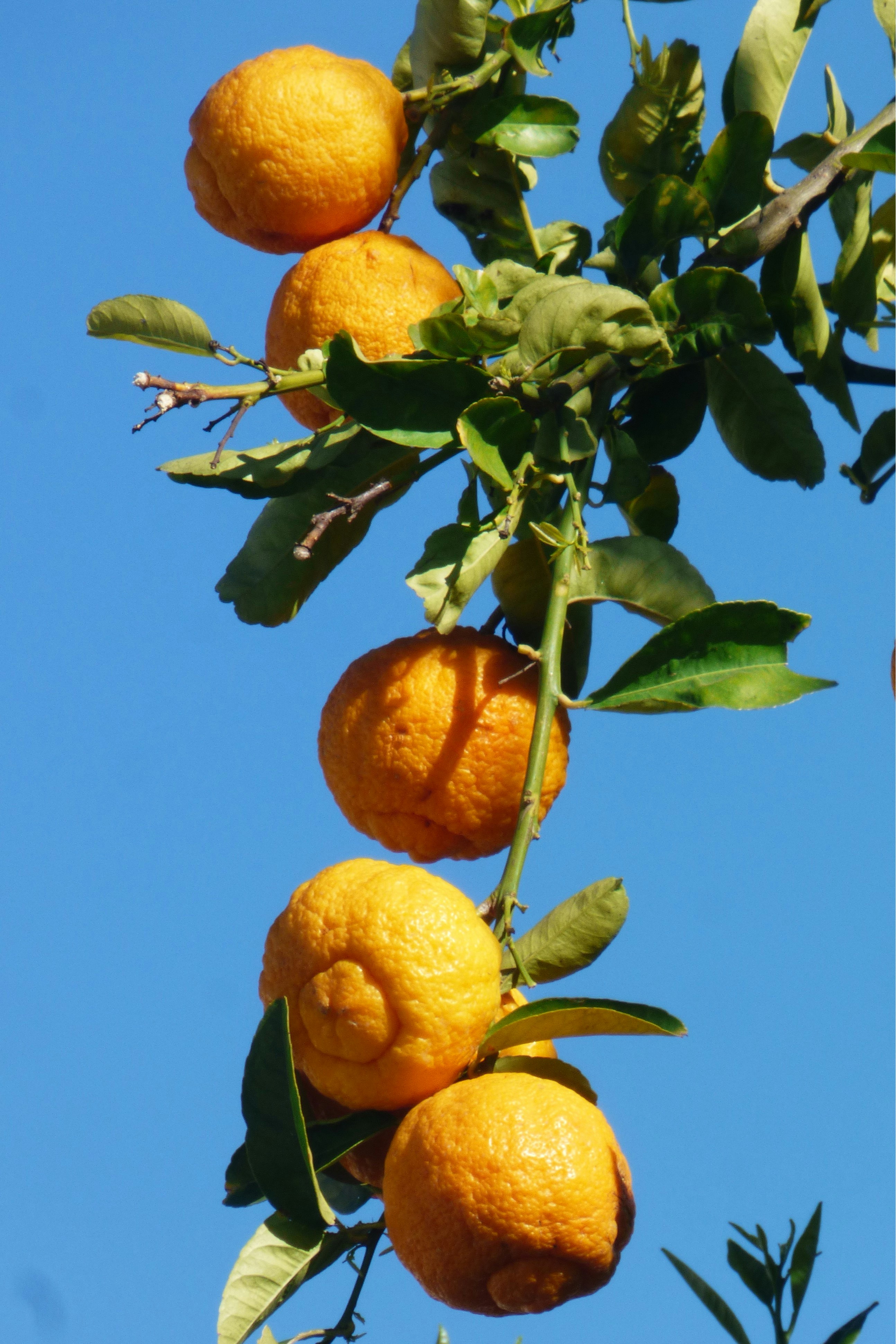 Orange Orchard Portrait: A Row of Citrus Against a Clear Sky