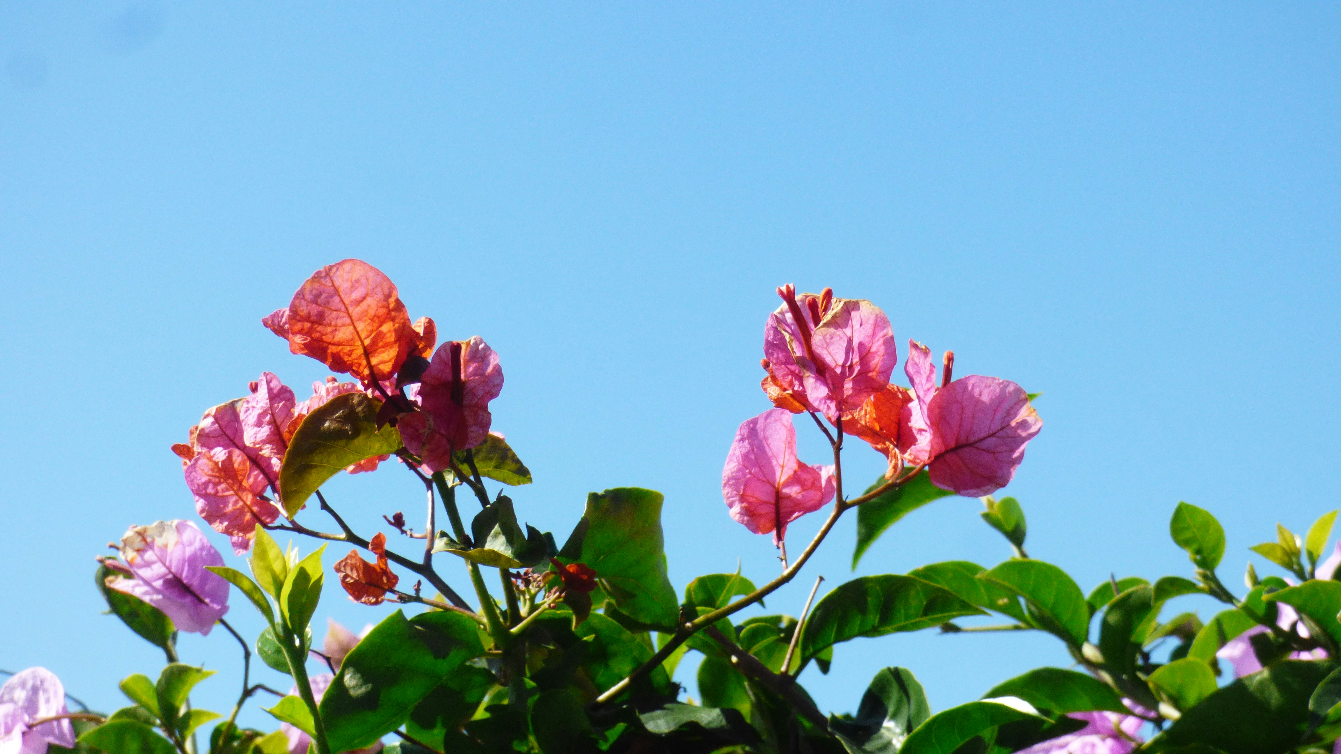 Pink blossoms against a sky-blue canvas