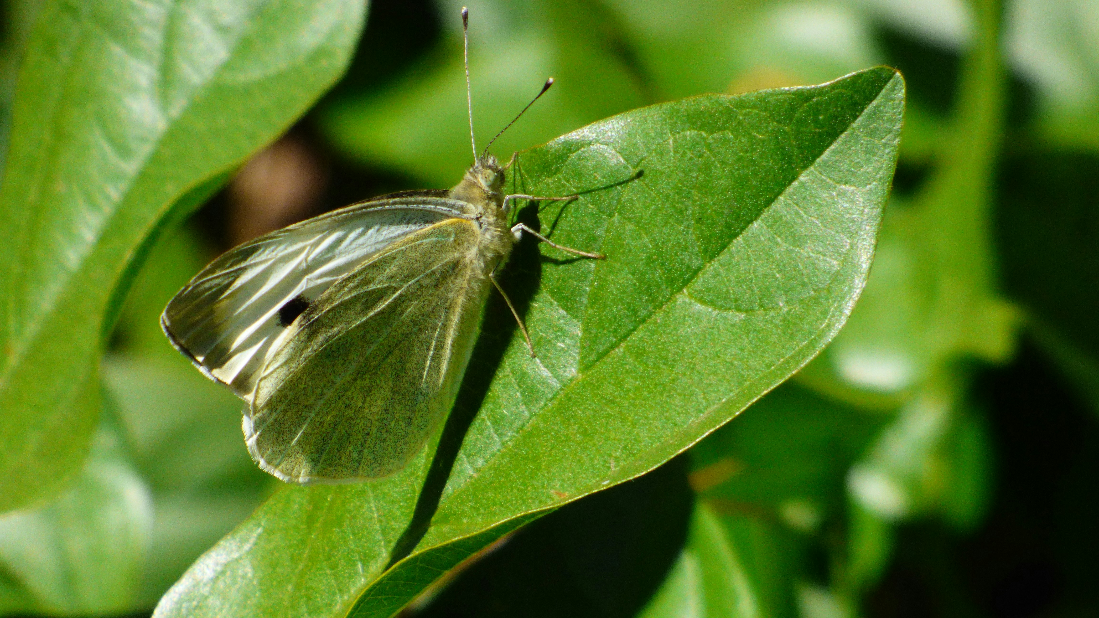 Green Winged Butterfly on Broad Leaf