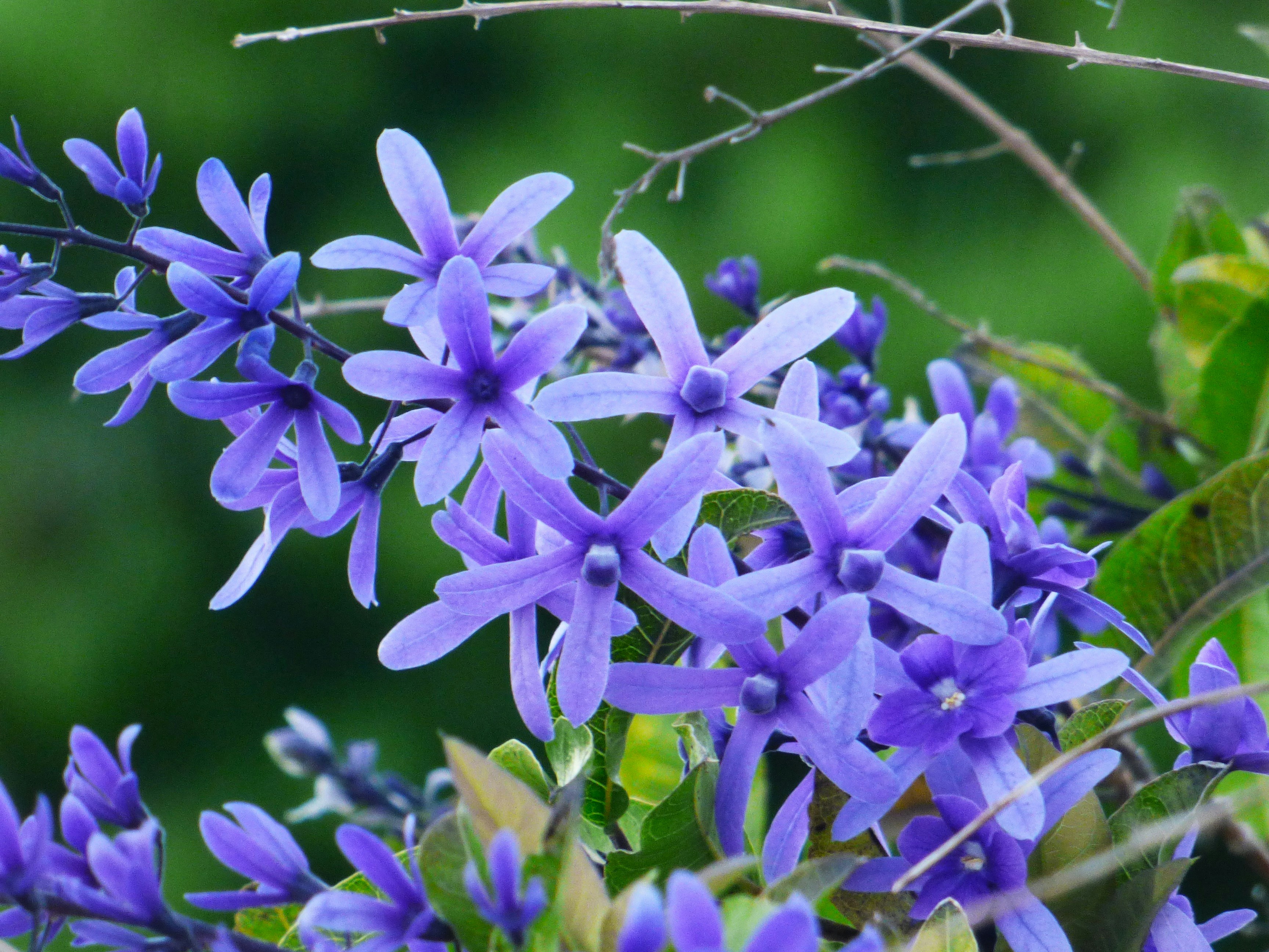 Violet Cluster: A Cascade of Lavender Blooms