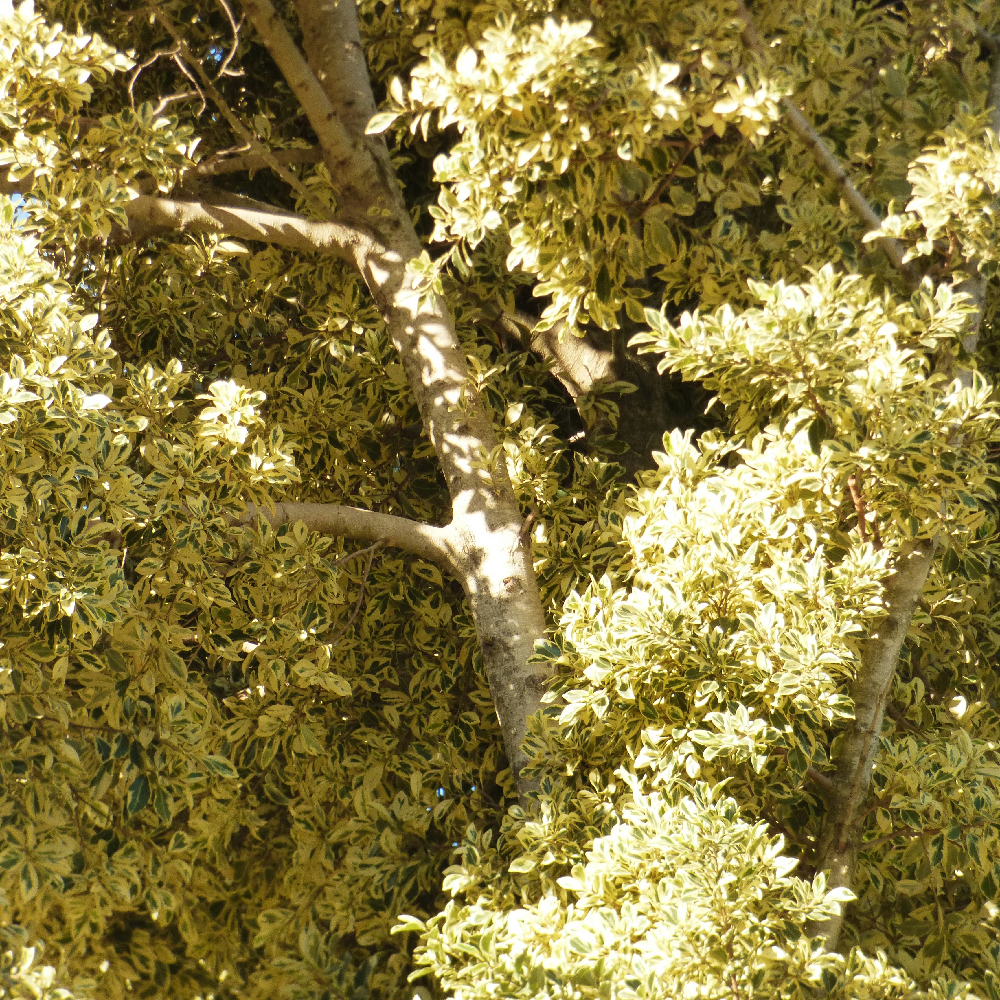 Golden Canopy: Sunlit Foliage in Dense Canopy