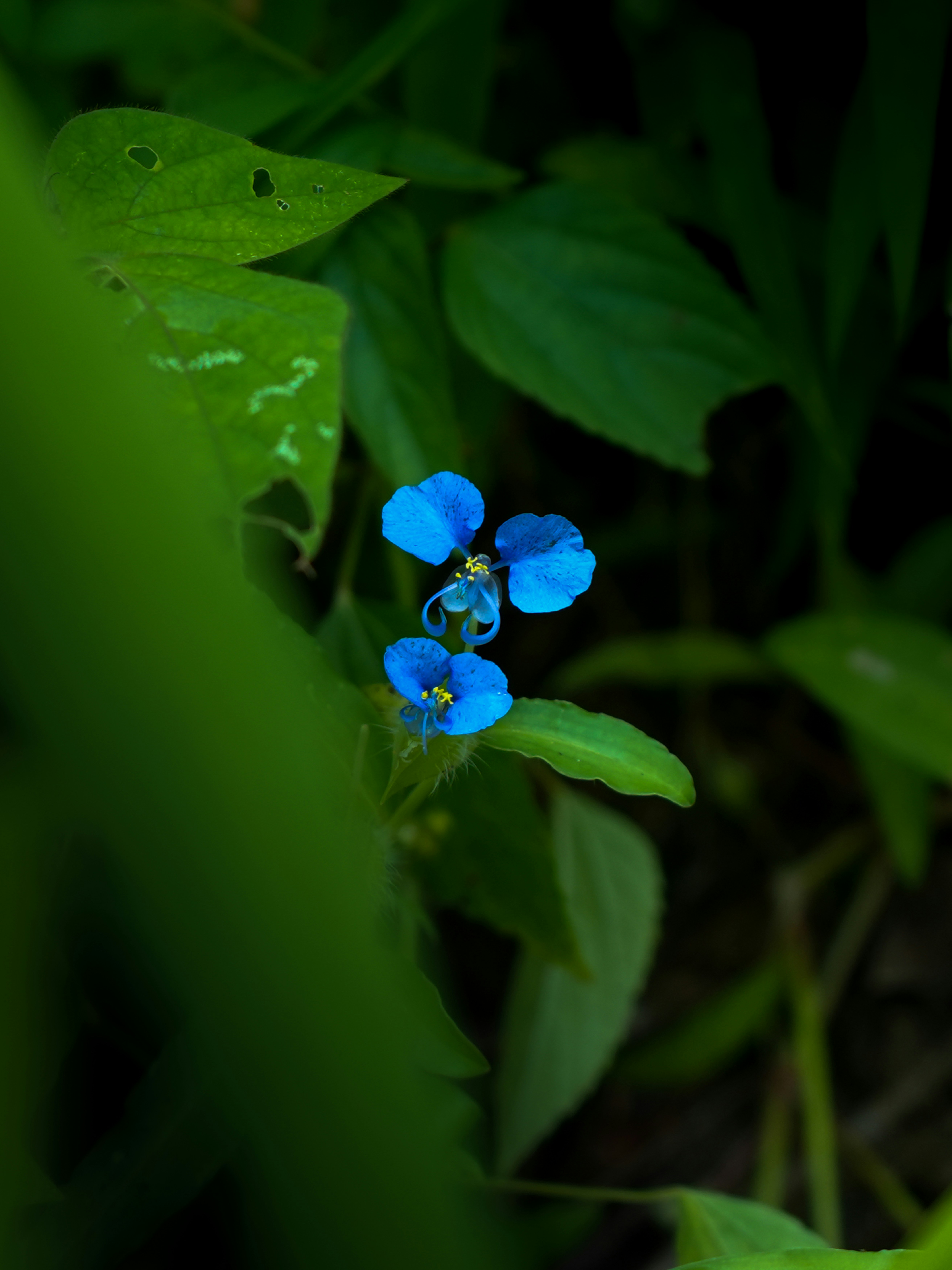 Two vivid blue flowers grow amid surrounding green leaves, softly framed by foreground foliage on a dark background.