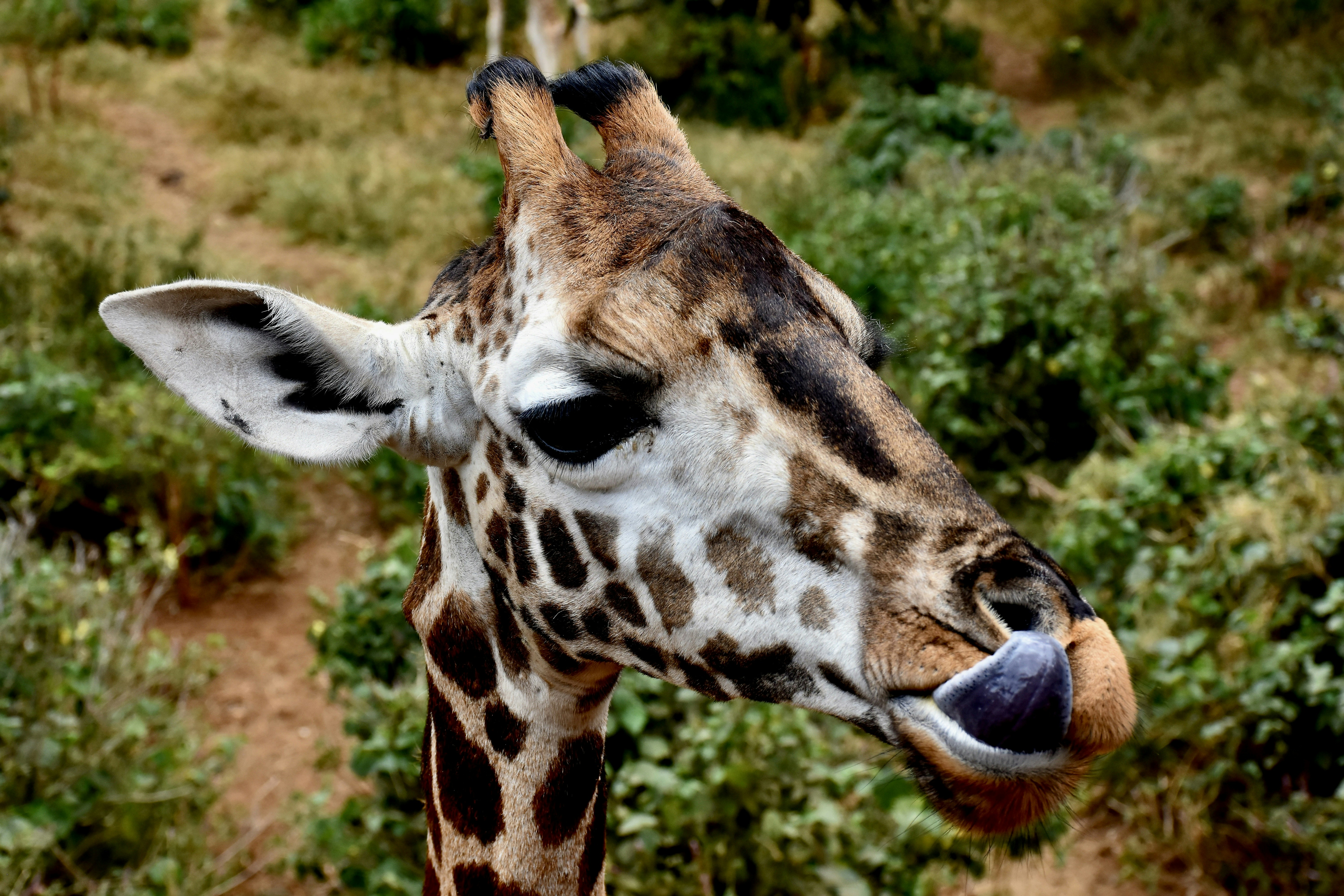 Curious Giraffe: A Gentle Portrait with Painted Dunes of Terrain