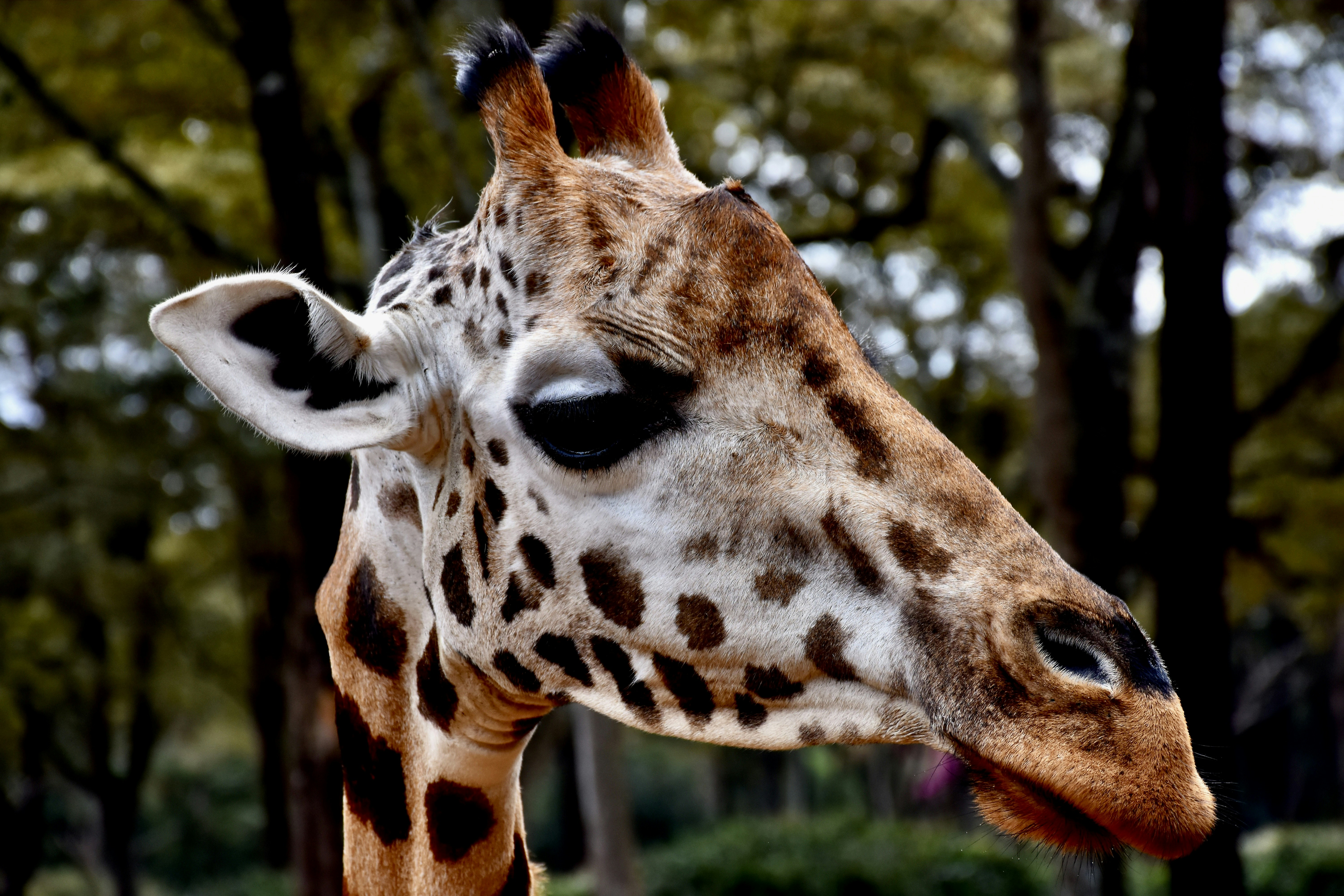 Giraffe in profile under dappled canopy