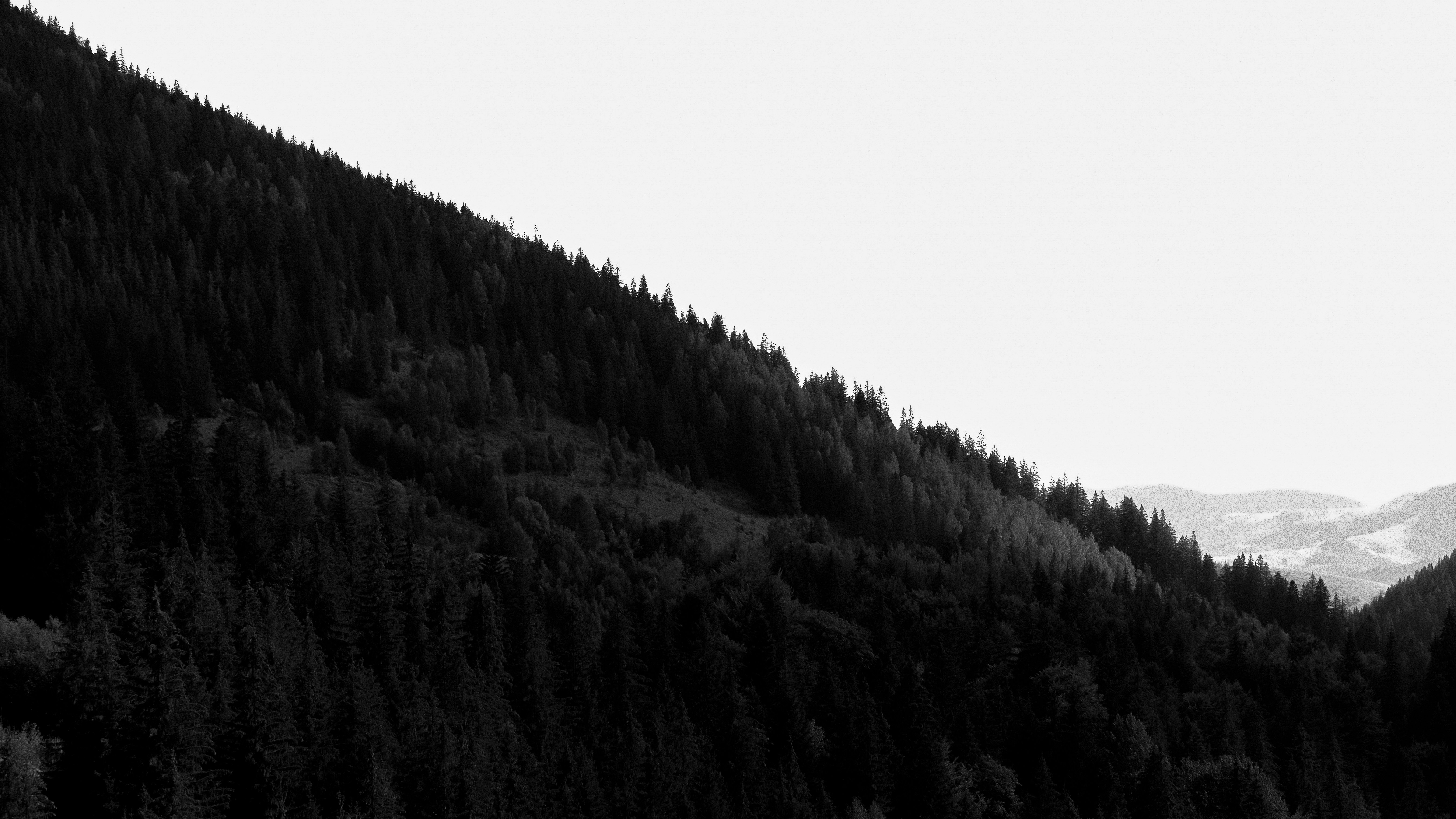 Shadowed Pines, Silent Valley
