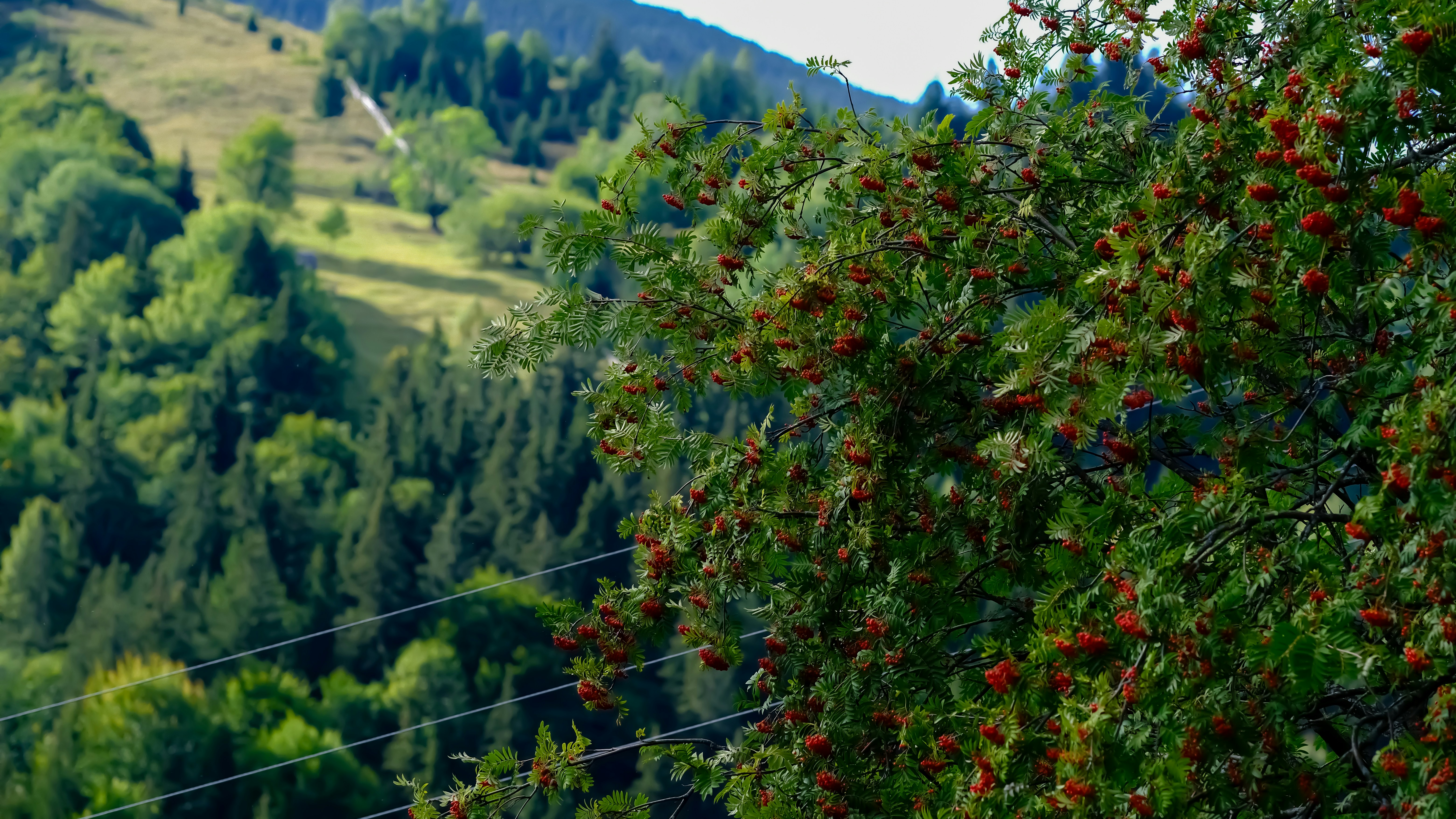 Cherry-Laden Branches Amid Rolling Alpine Pines