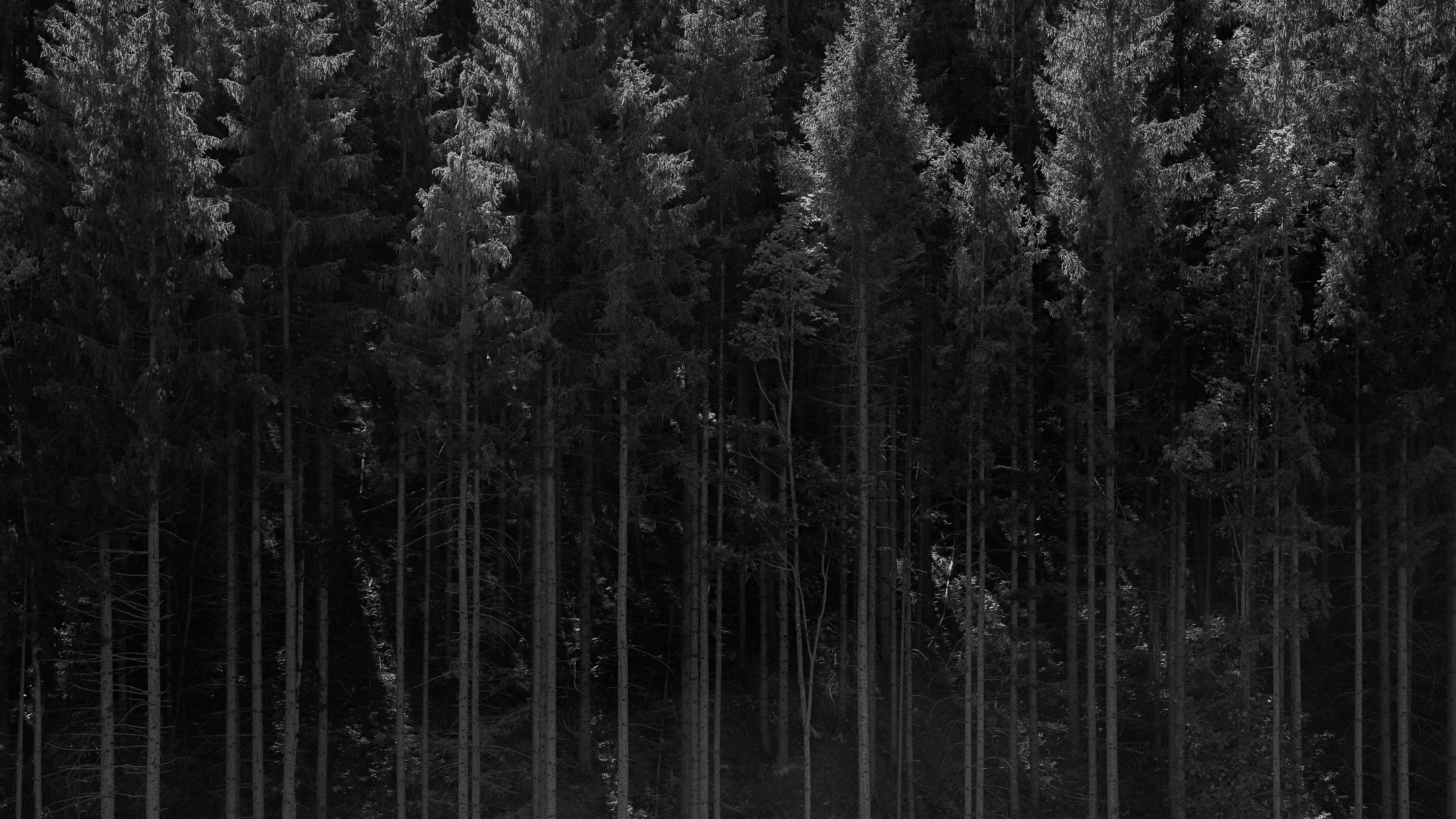 Midnight Conifers: A Quiet Ridge of Pines