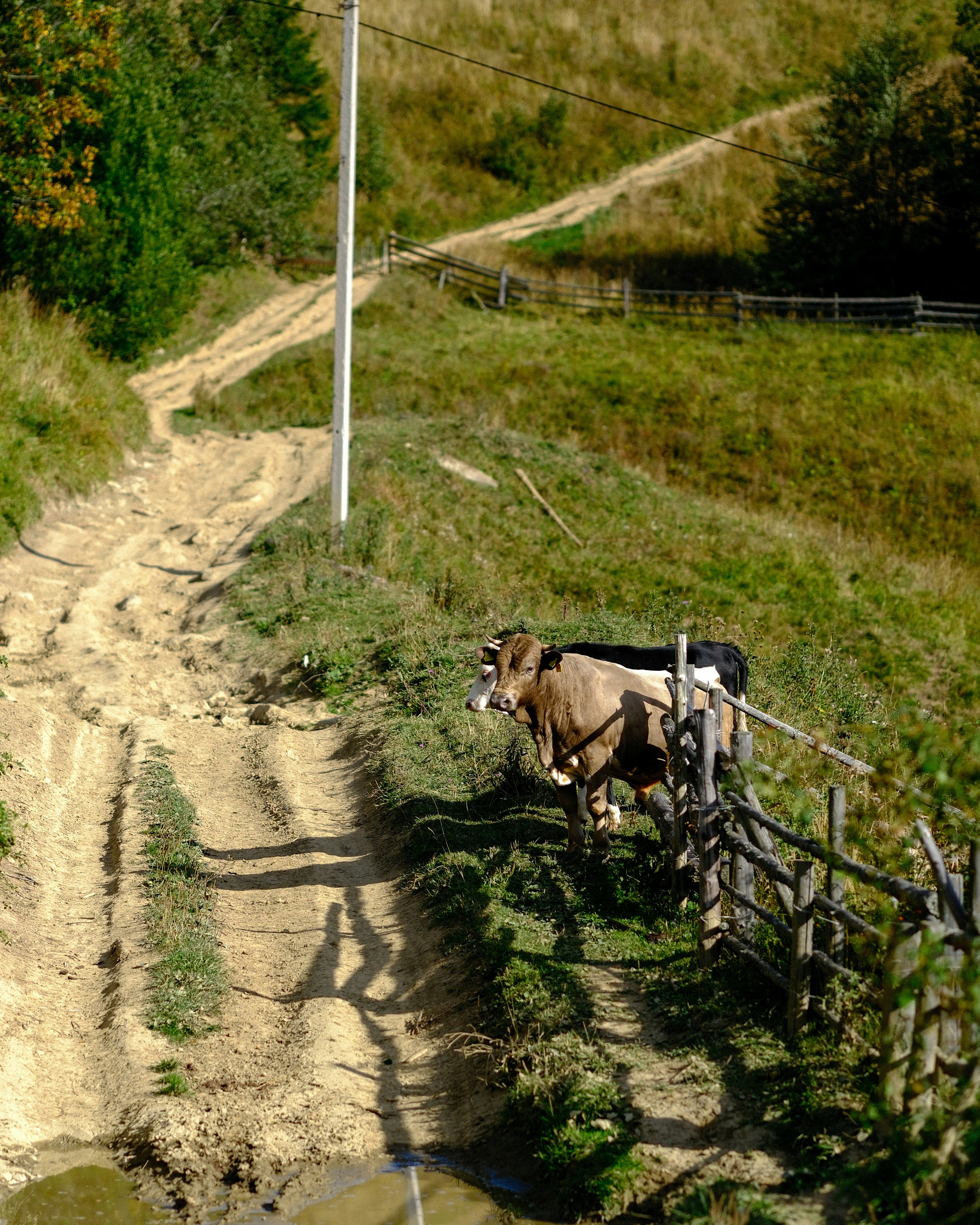 Pasture Pathway: Cattle by the Rustic Fence