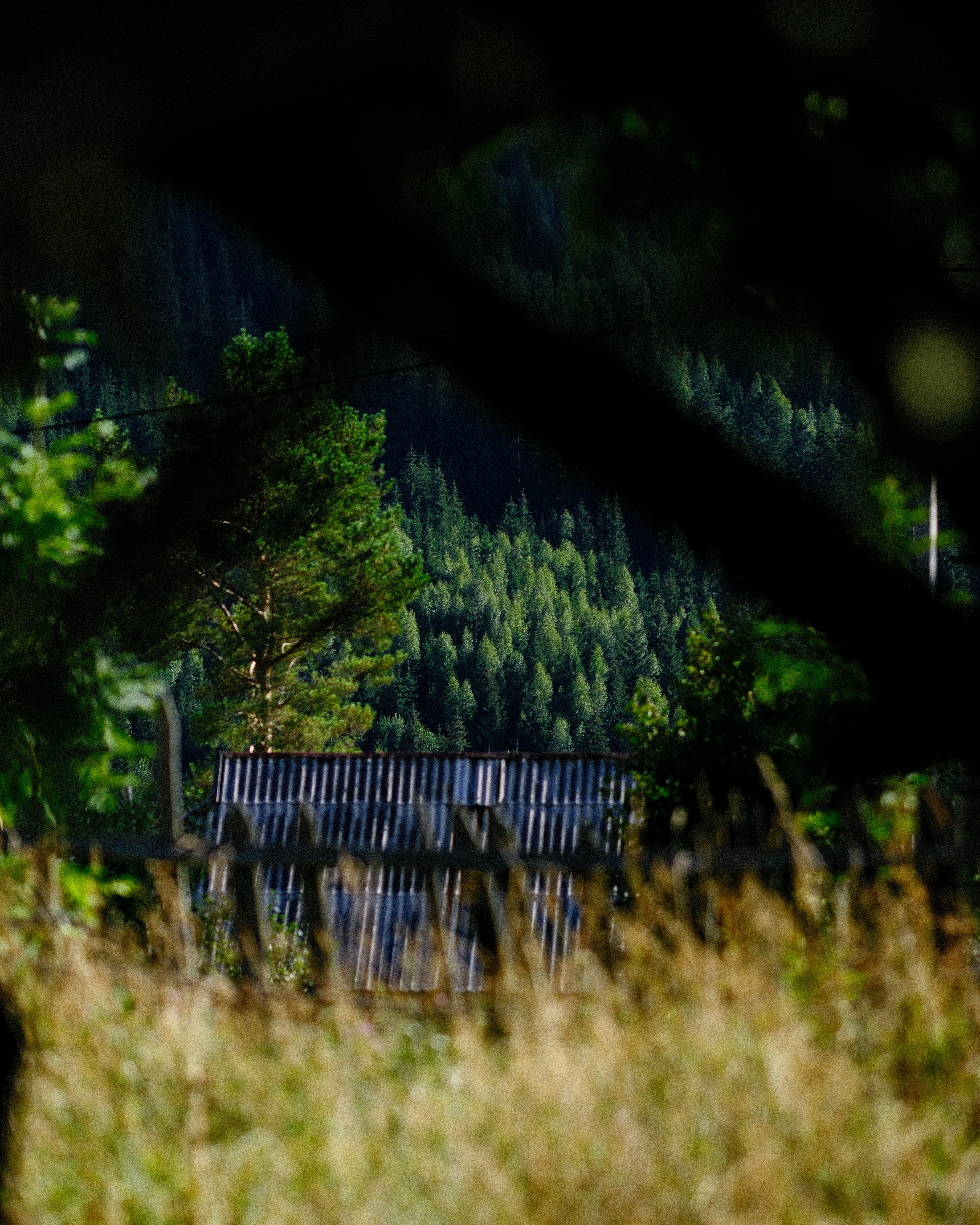 Hidden Cabin in the Pines Framed by Open Field