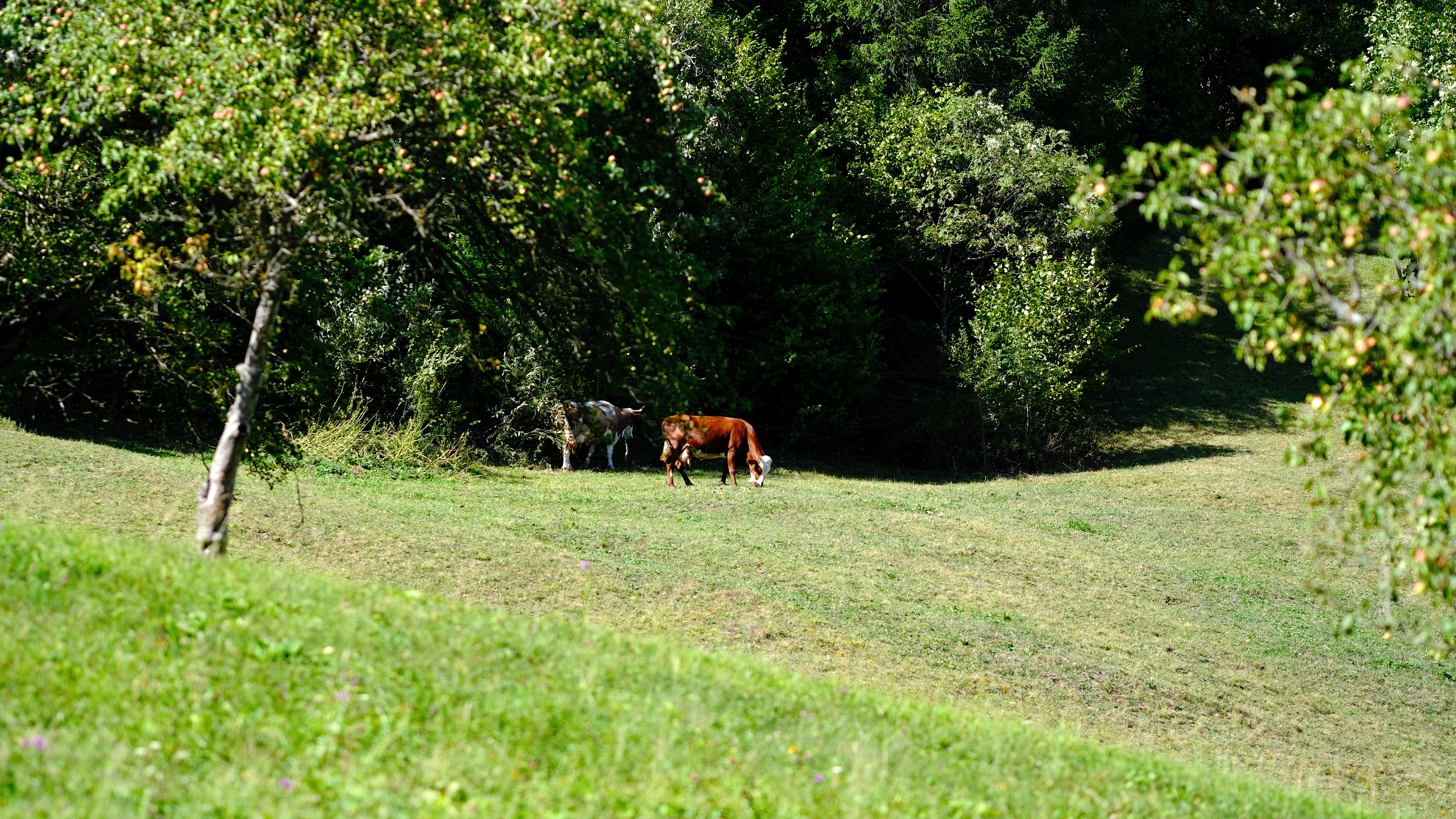 Pasture Silhouette: Cattle at the Edge of Dappled Shade