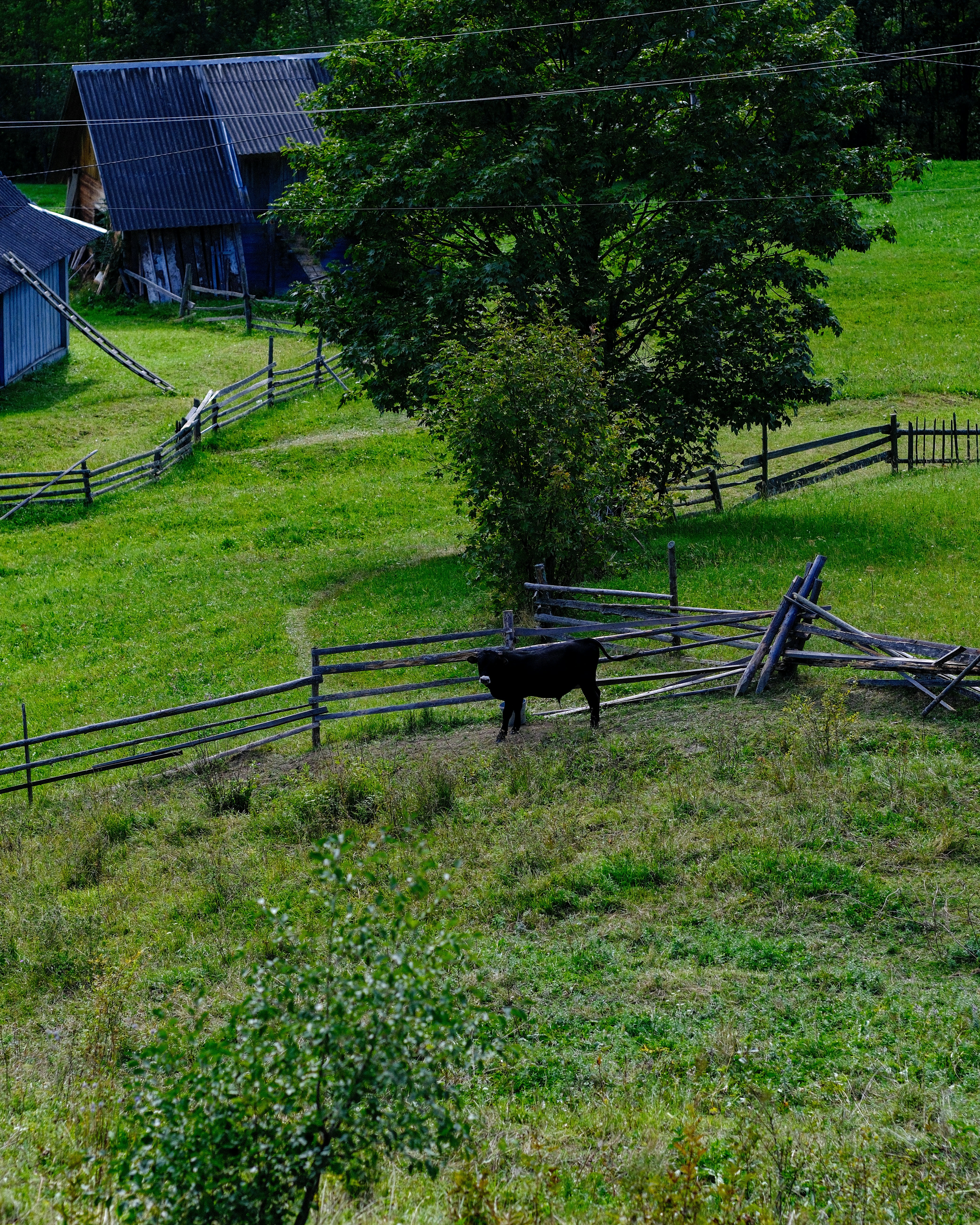 Pasture Watch: A Black Cow Off the Fence Under a Quiet Tree