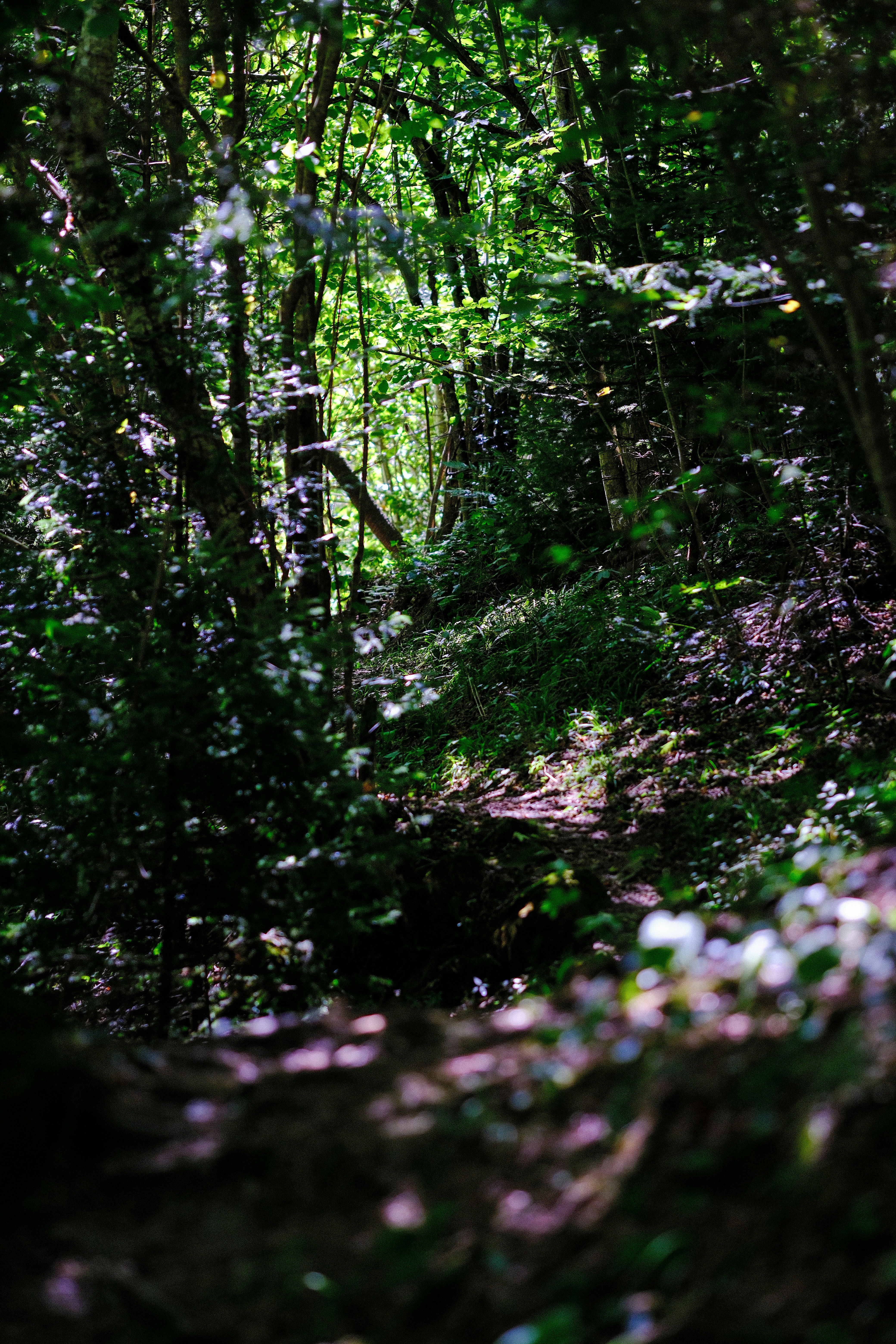 A Quiet Green Corridor: Dappled Light Beneath the Canopy
