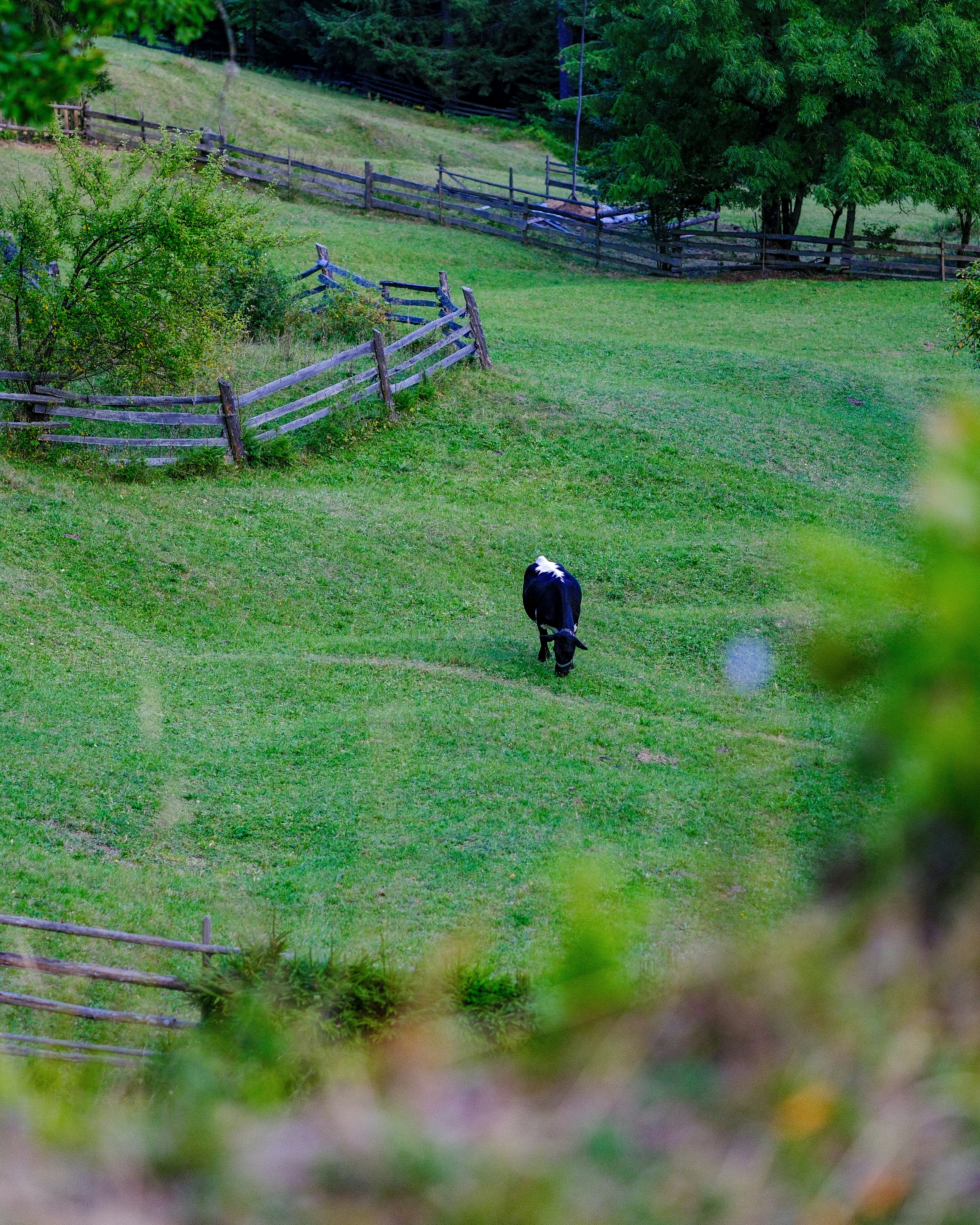 Pasture Sentinel: A lone horse on a rolling hill
