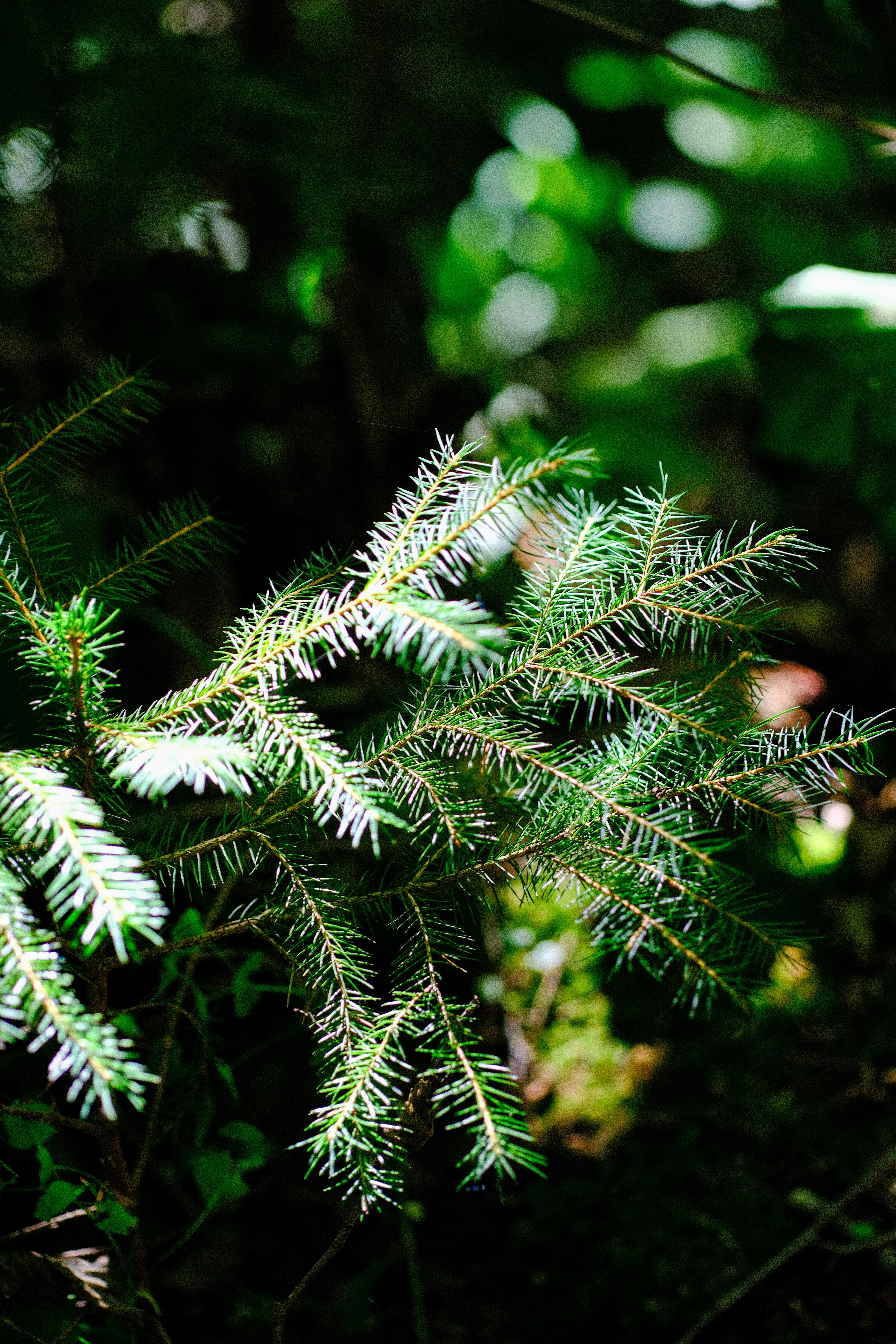 Sprigs of Green: Sunlit Needles in a Quiet Forest