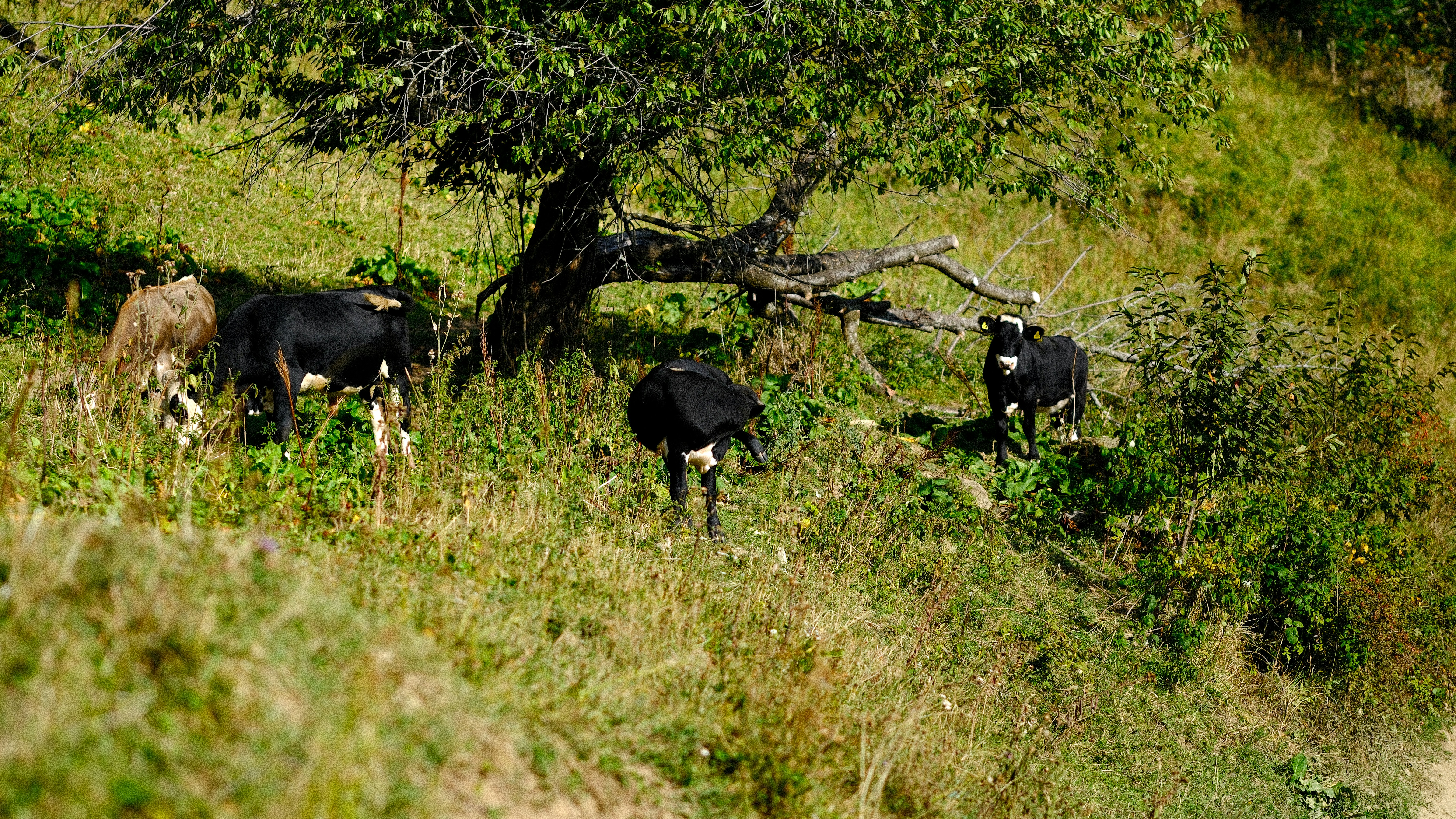 Group of cows grazing on a sun-drenched hillside with scattered grasses and a fallen tree, set against a leafy backdrop.