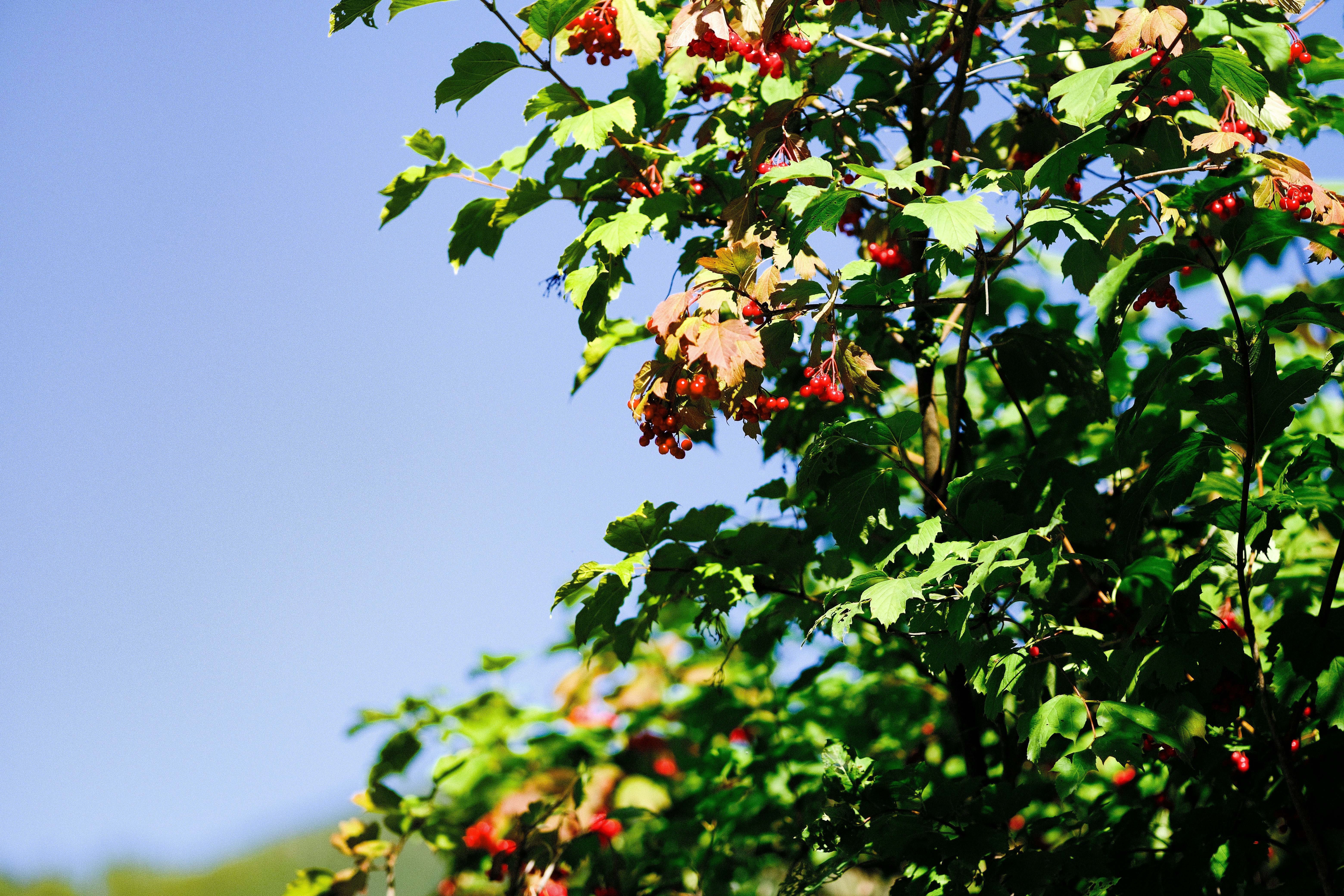 Sunlit Berries and Leaves at the Edge of a Clear Sky