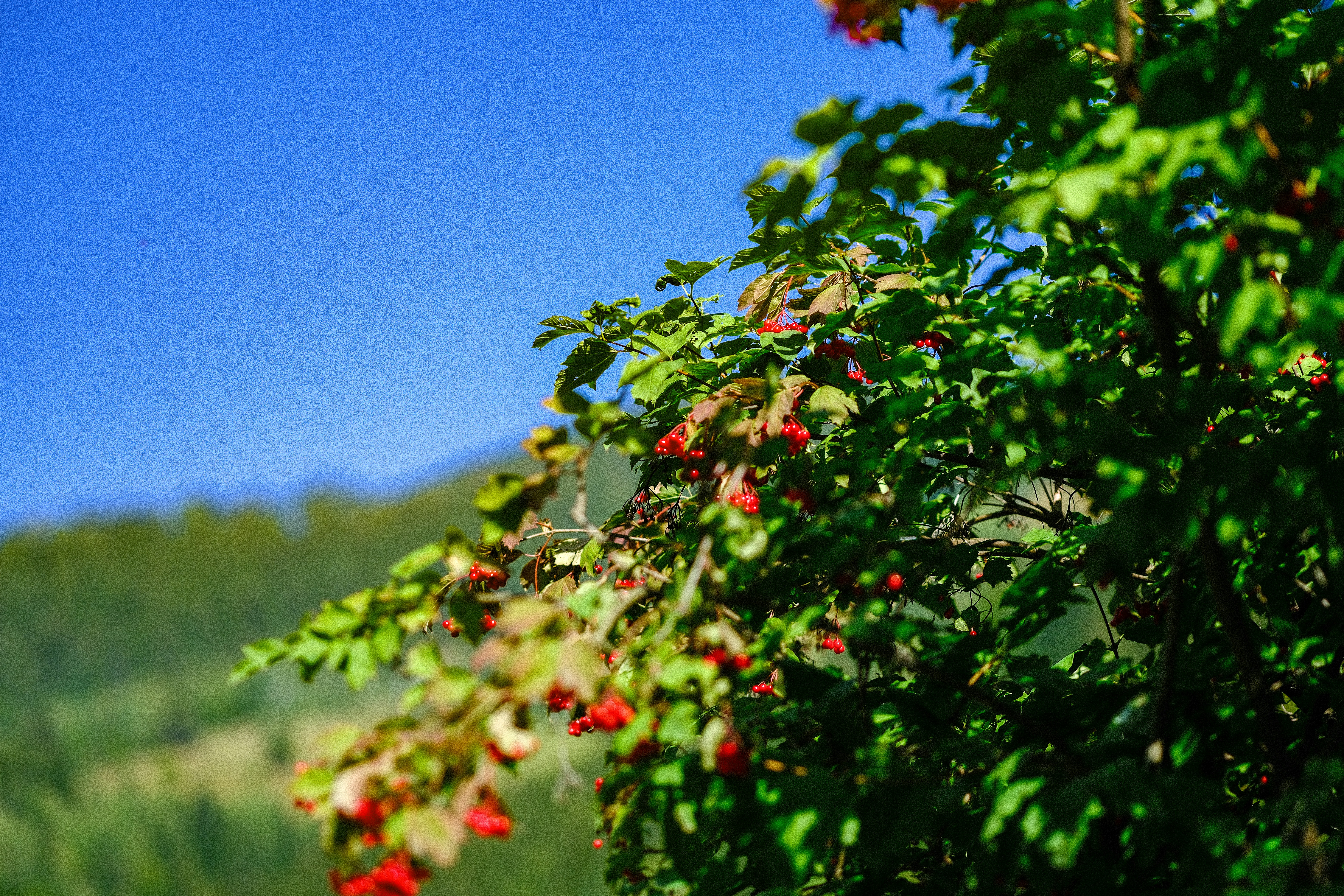 Red Berries in Sunlit Greenery