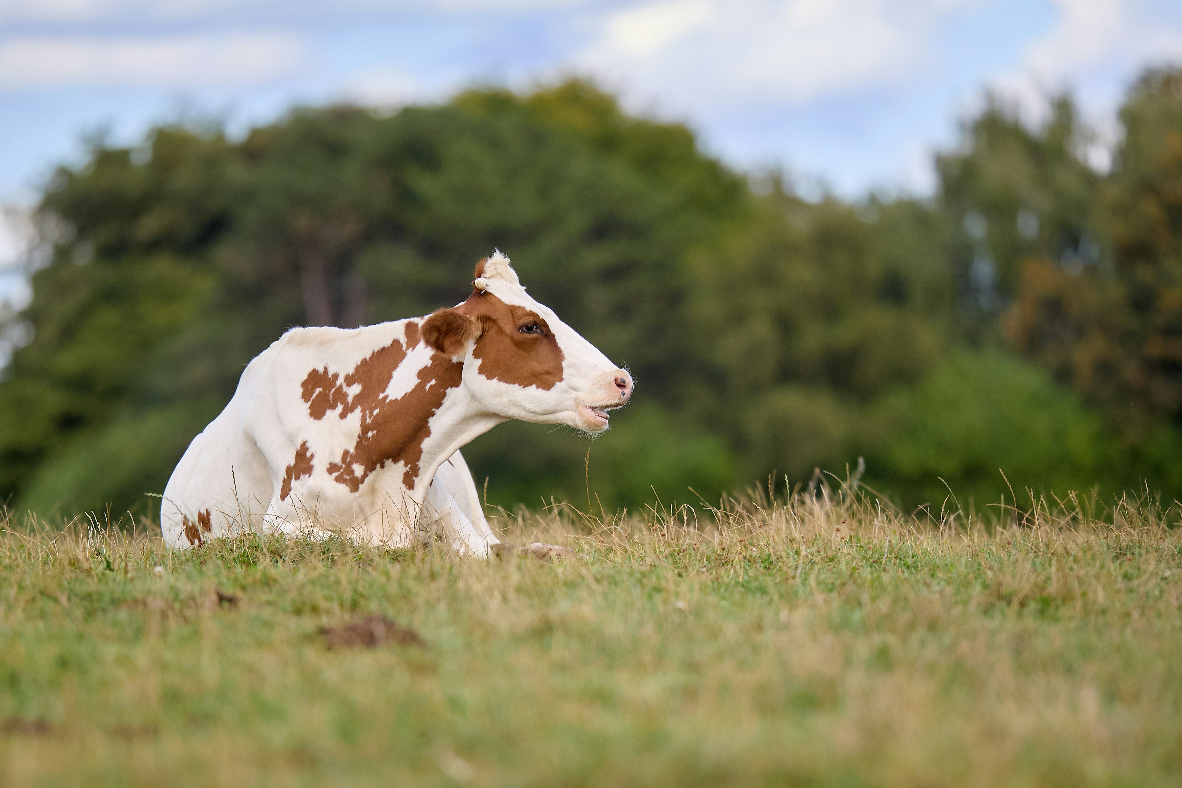 Calf in a sunlit meadow: a calm gaze among green horizons