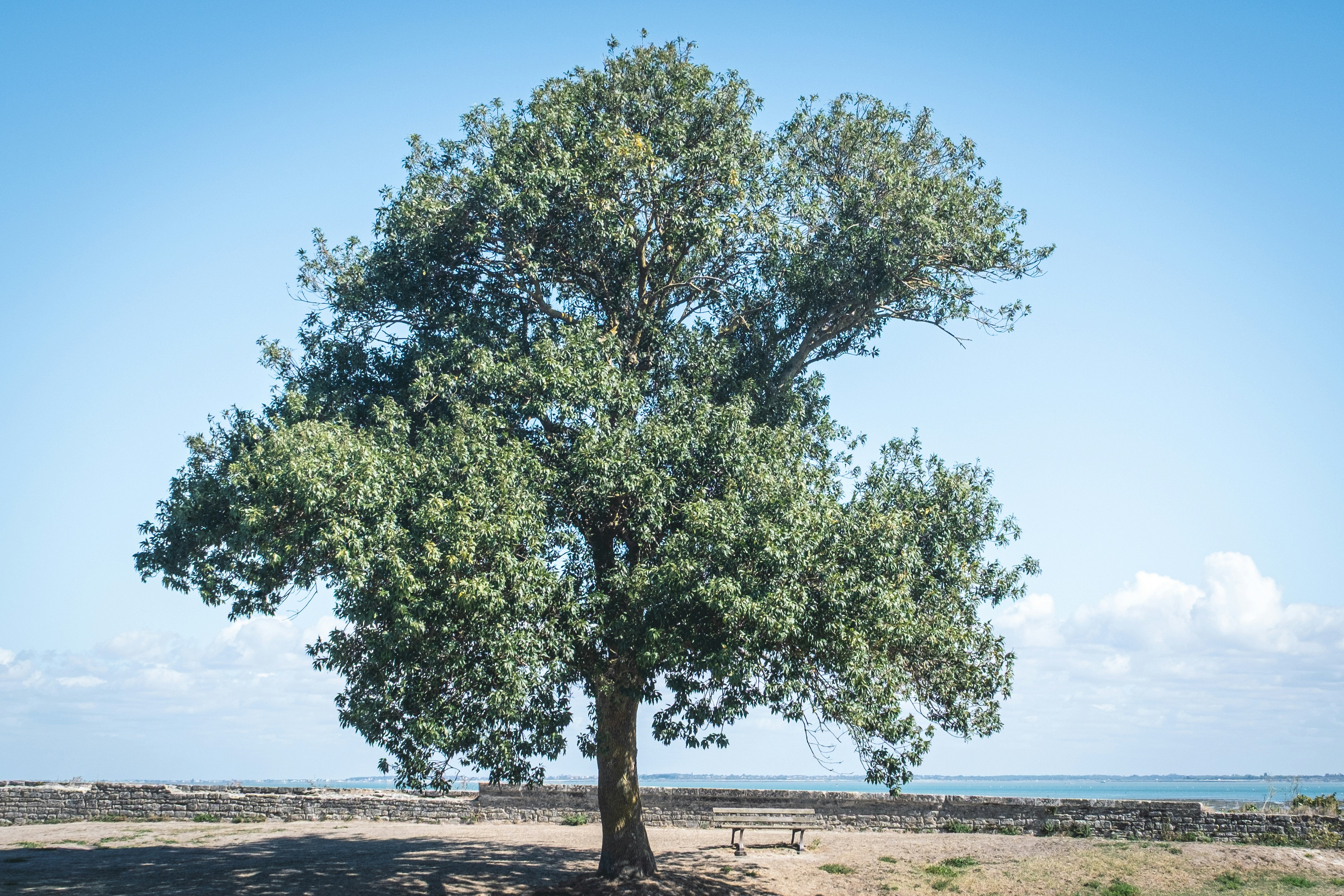 Lone Coastal Tree Standing Guard Over a Quiet Shore