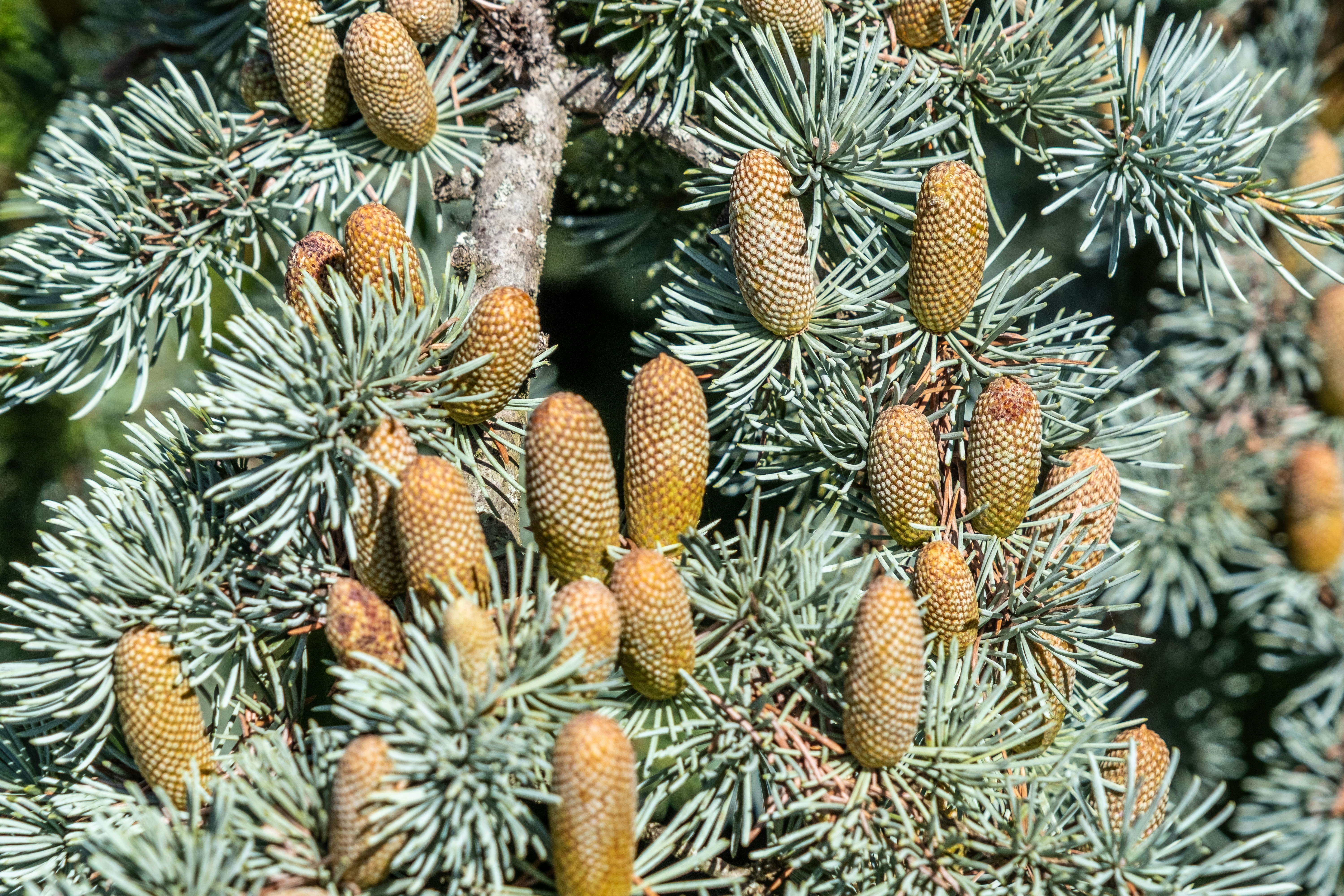 Conifer Buds in Focus: Close-Range Pinecone Chorus