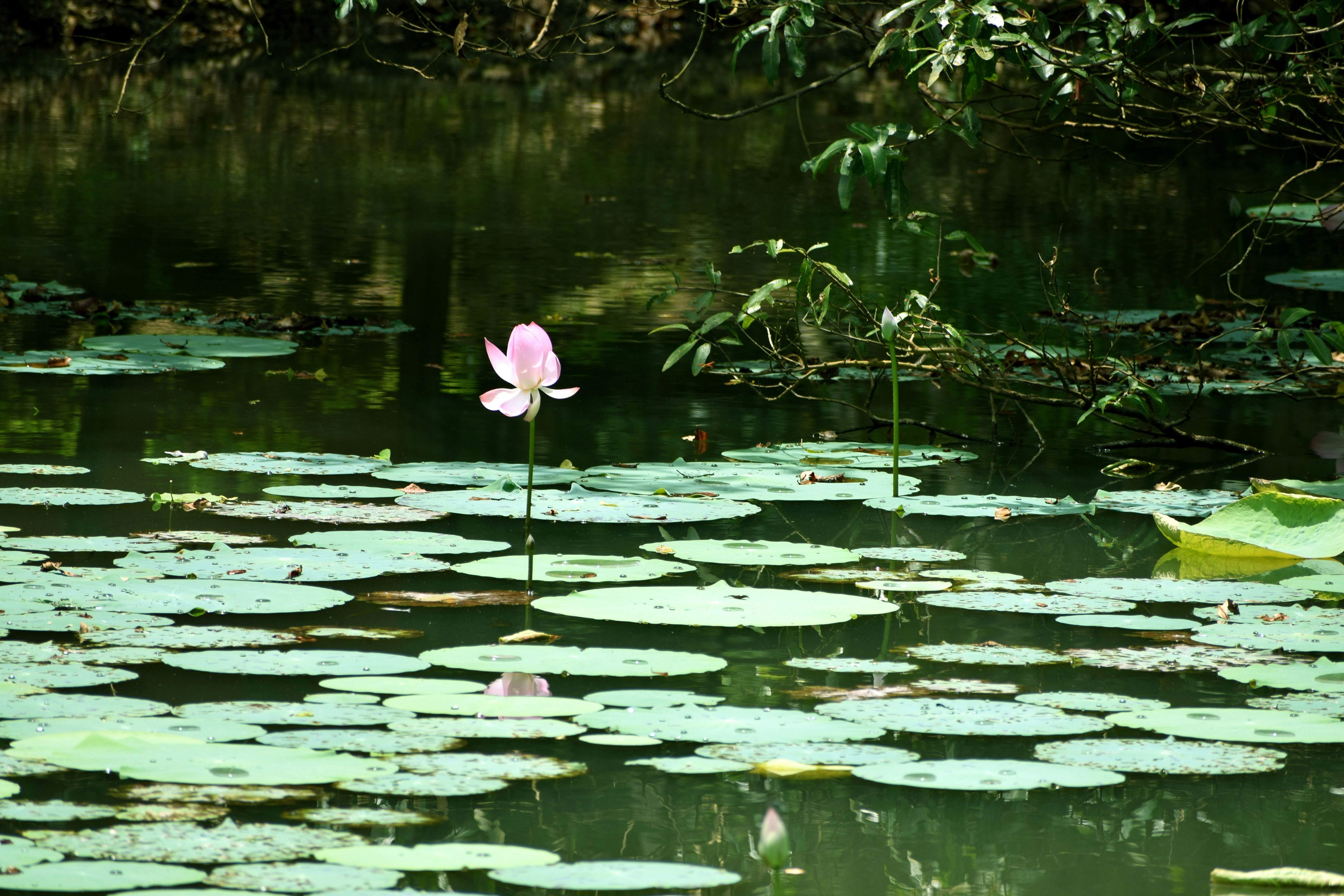 Pink Prairie Bloom Among Lily Flats