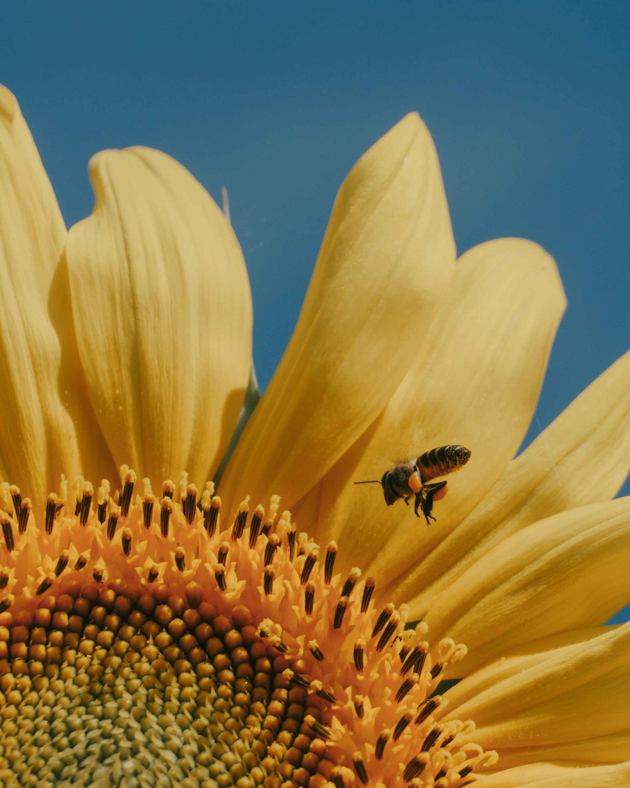 Dragonfly of Sunlit Gaze on a Golden Bloom
