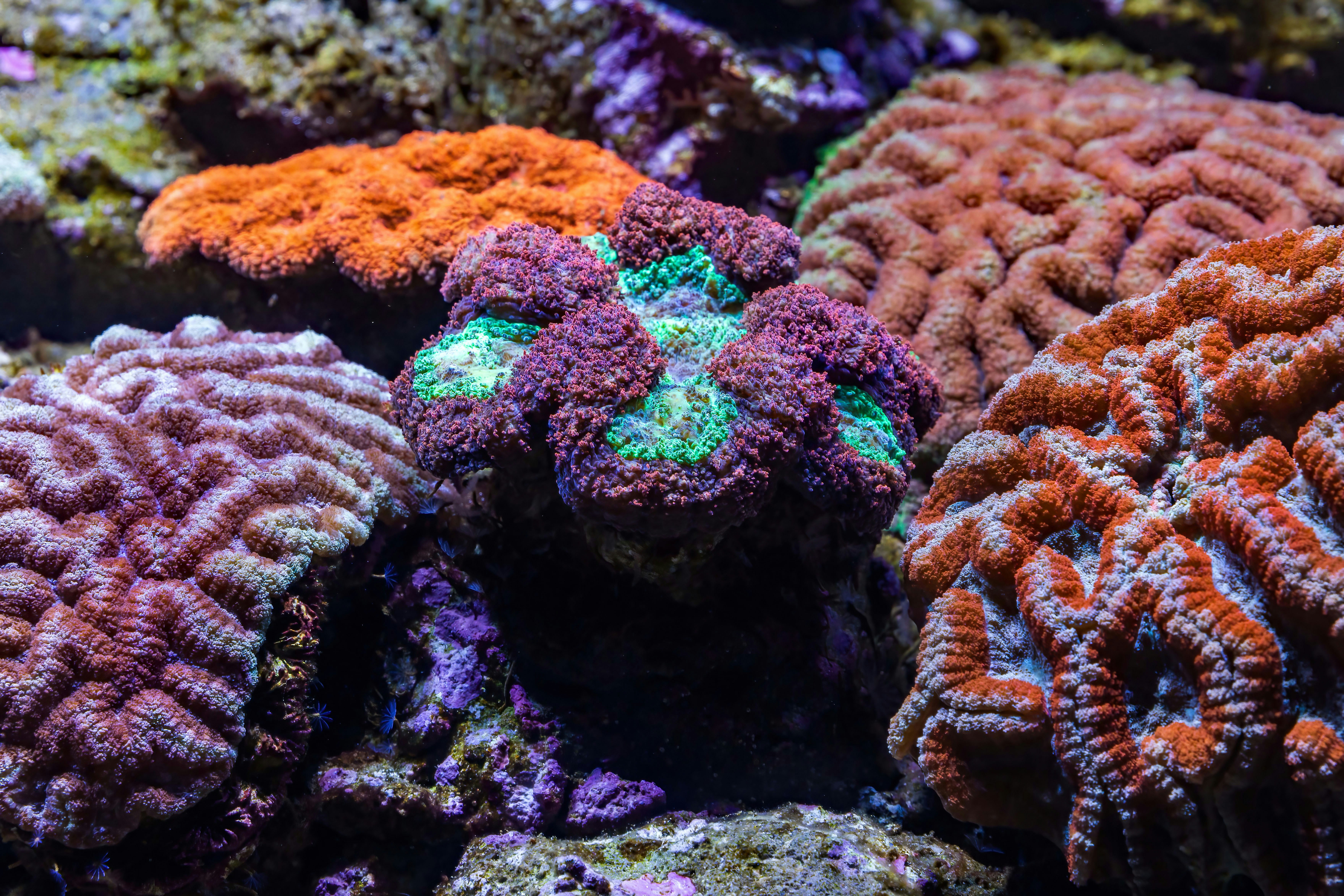 Colorburst Coral Mosaic Under Quiet Reef Light