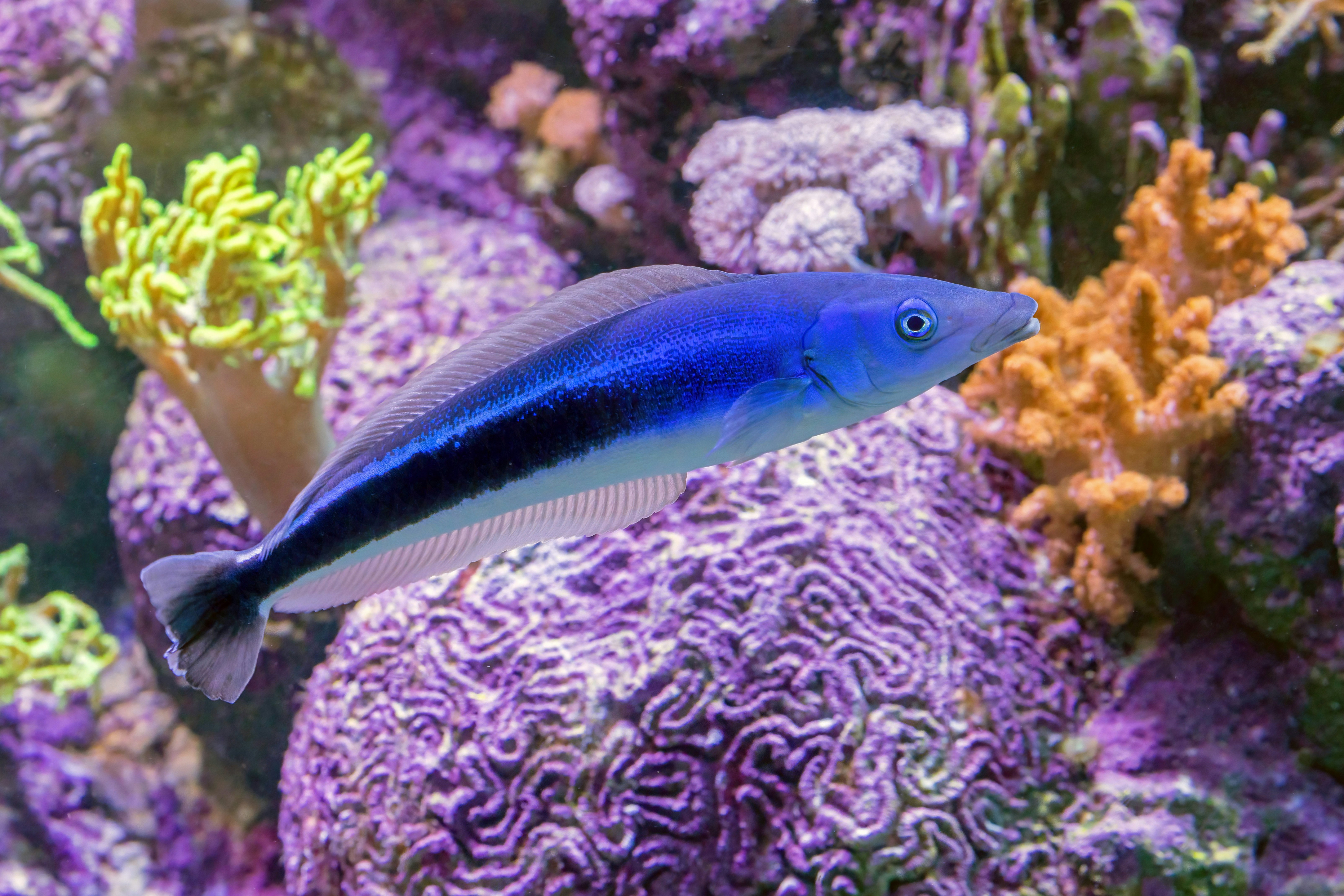 Azure Surgeonfish Gliding Over Coral Cosmos