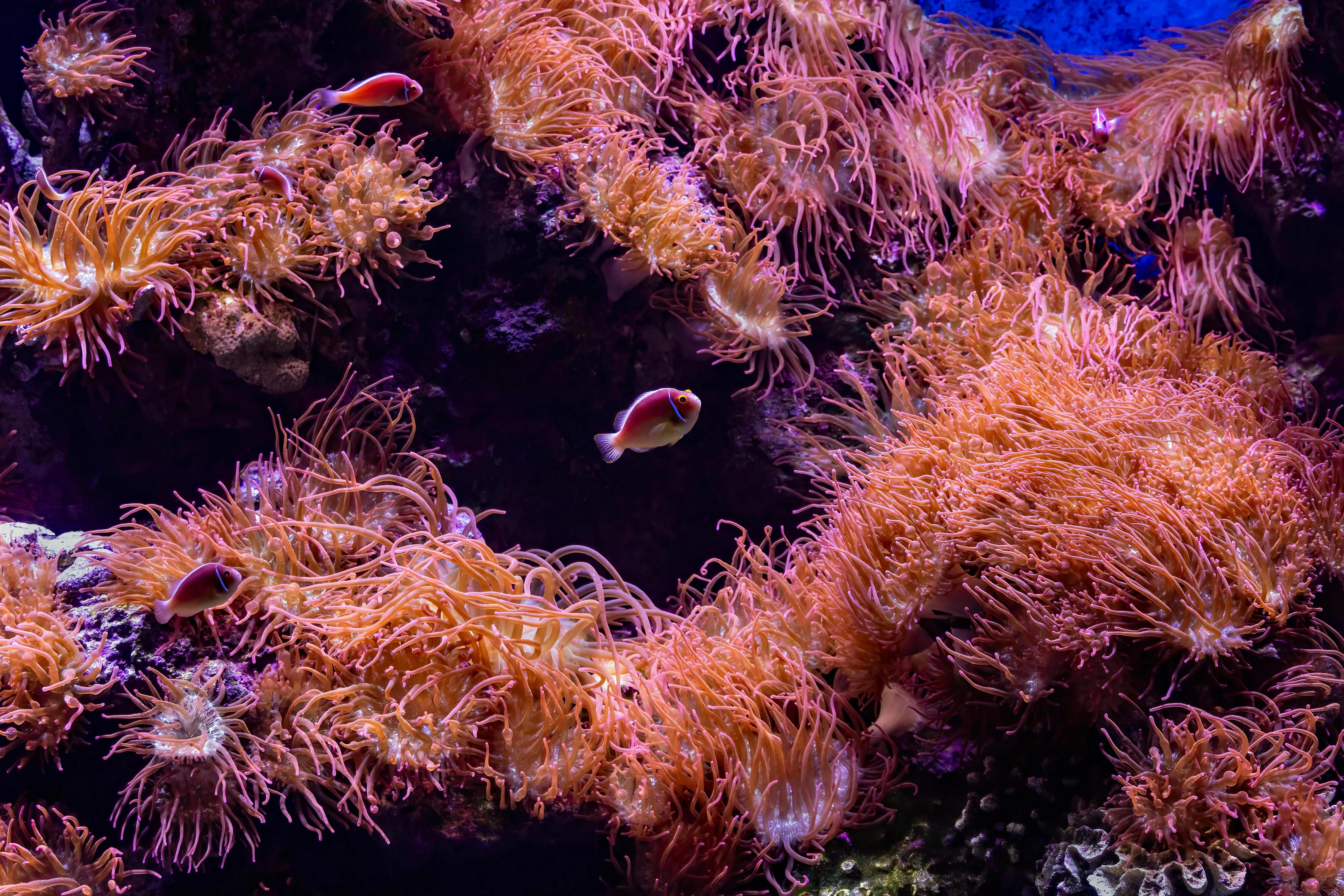 Coral Garden in Coral Reef Glow