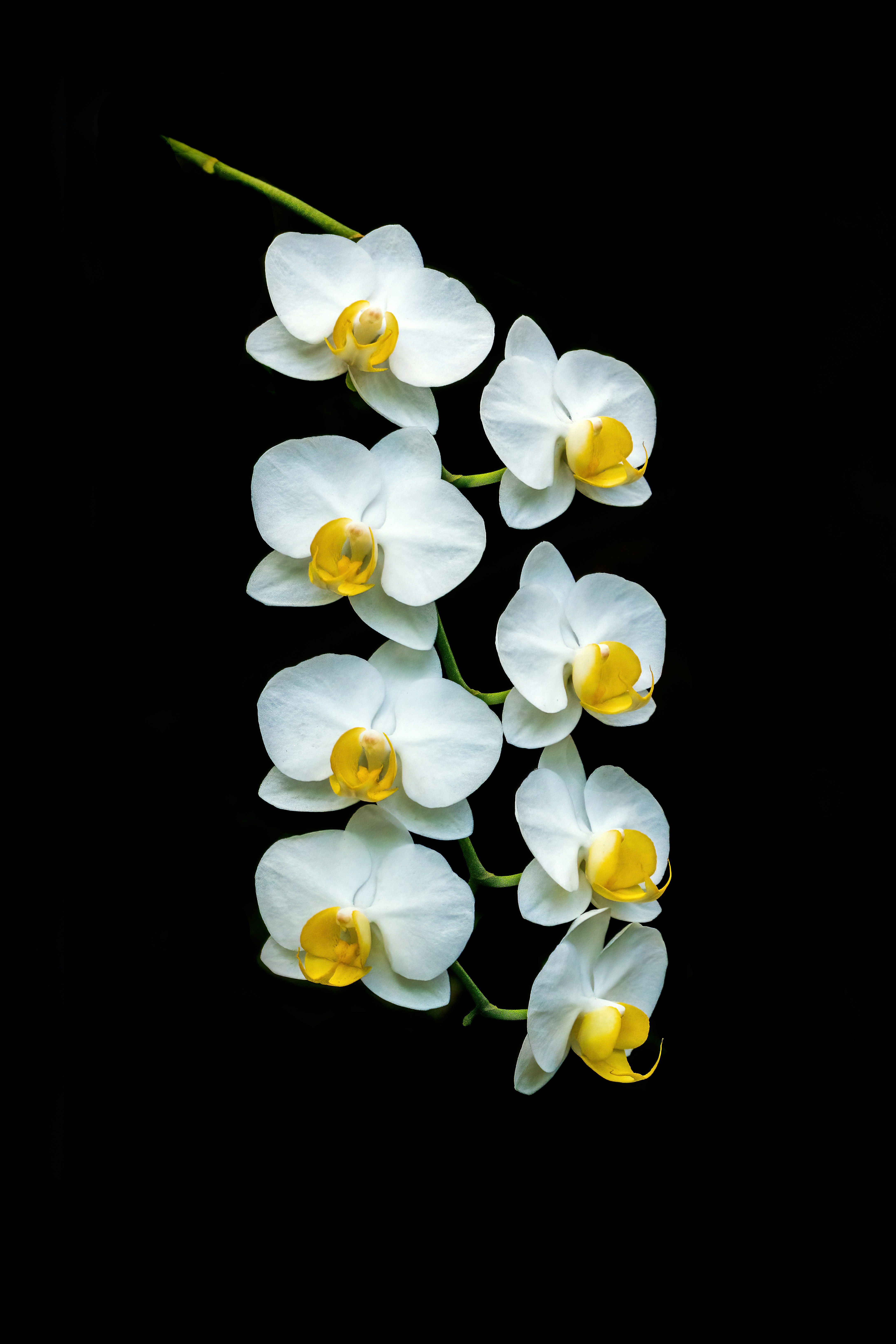 Orchid Cascade Against Night: White Phalaenopsis on a Velvet Black