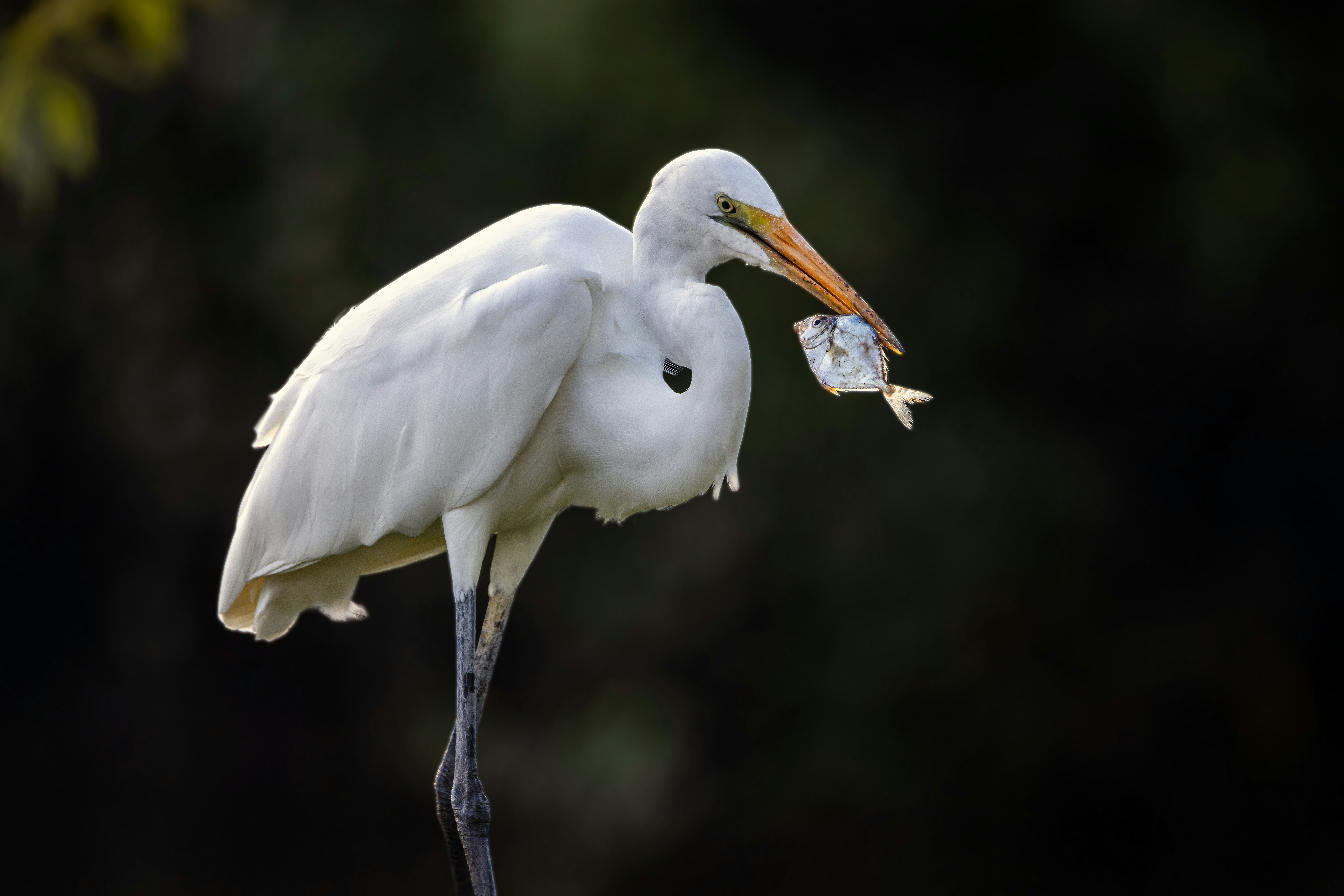 A white heron stands on one leg against a dark background, gripping a small fish with its beak in a clear, cinematic portrait.