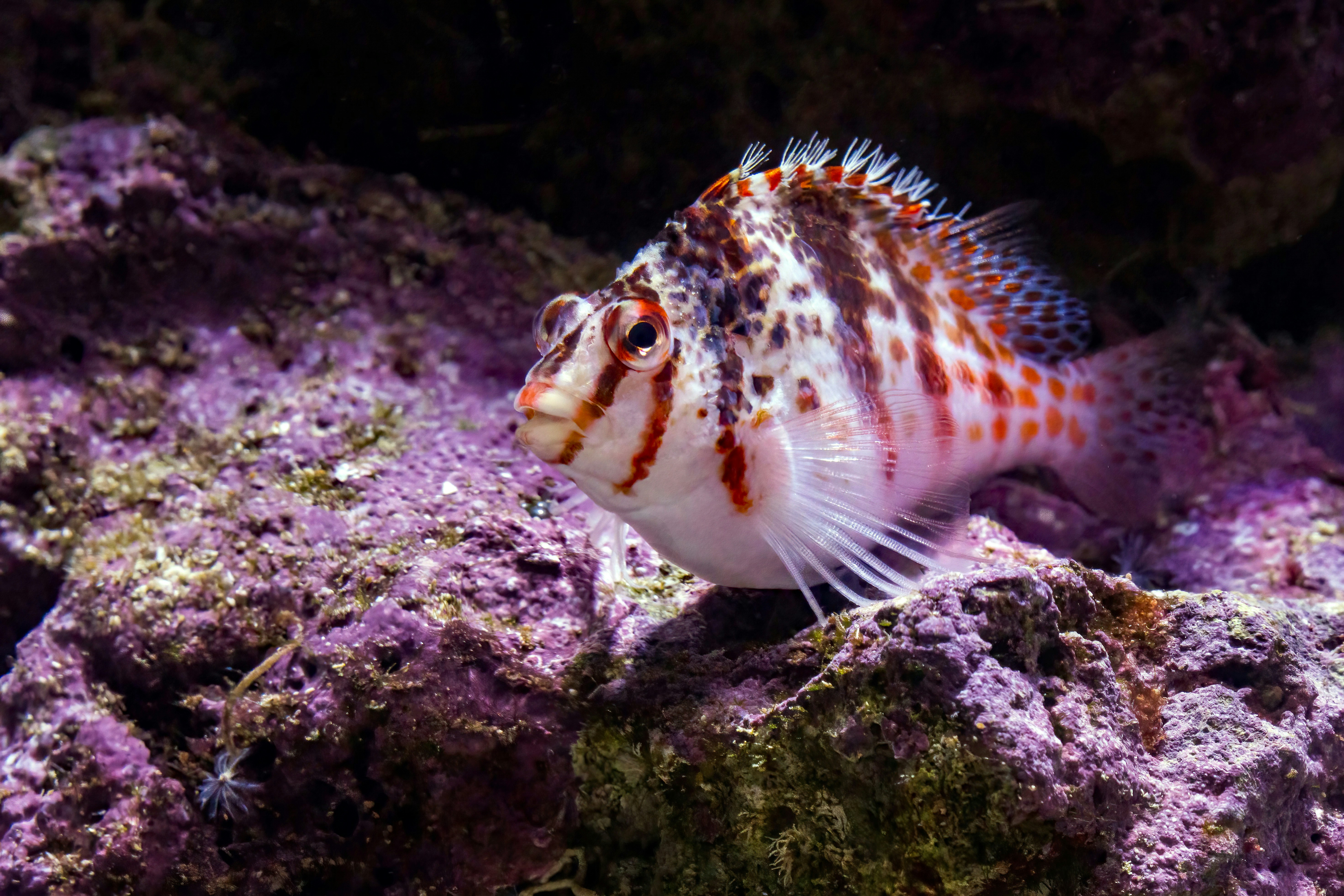 Colorful reef fish with bold red-brown stripes rests on purple coral, showcasing vivid pattern and delicate fins in a low-light underwater scene.