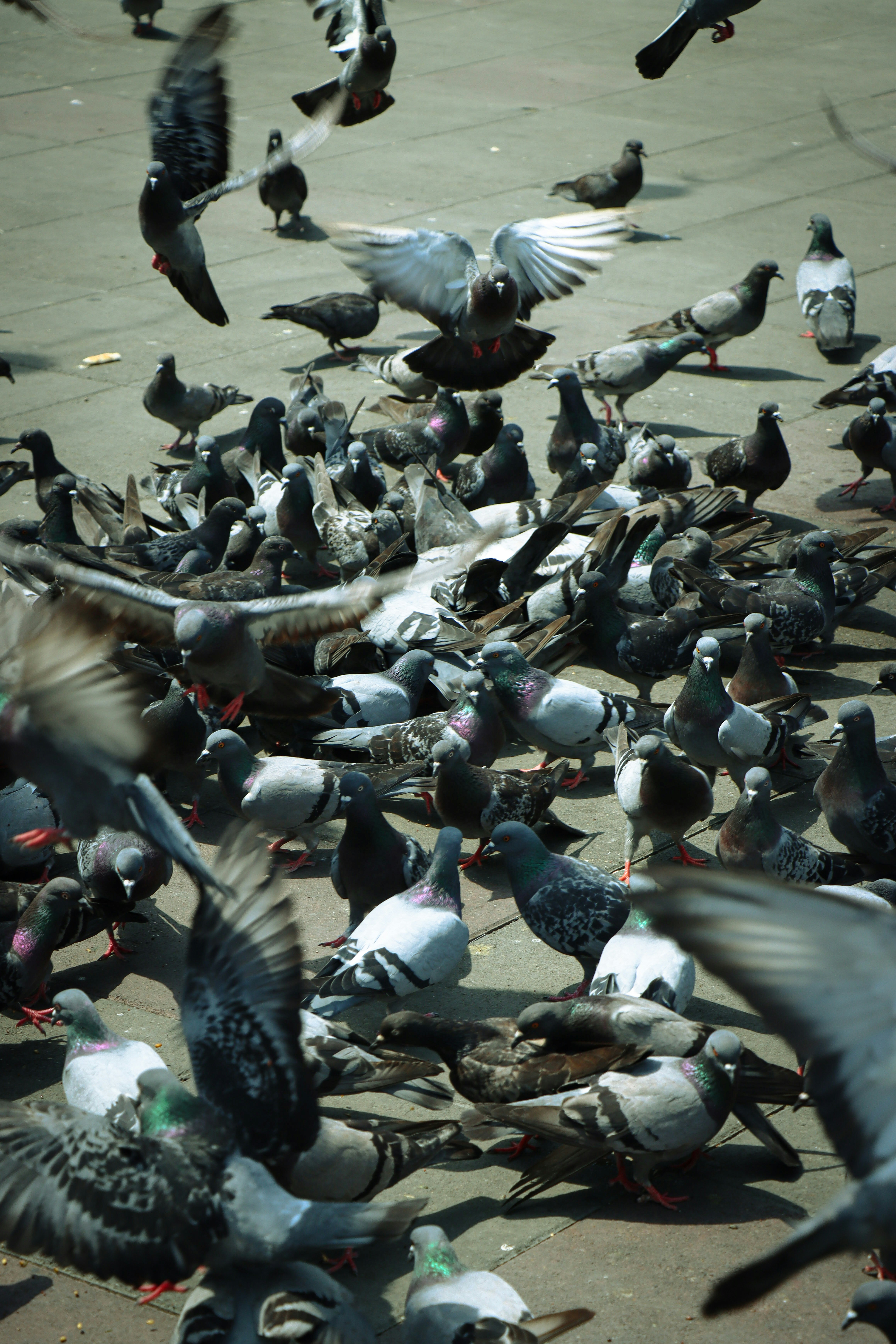 A dense flock of pigeons on a paved surface, with several birds in mid-takeoff and others pecking or resting; the scene captures dynamic movement and a mix of wings and bodies in a sunlit urban setting.